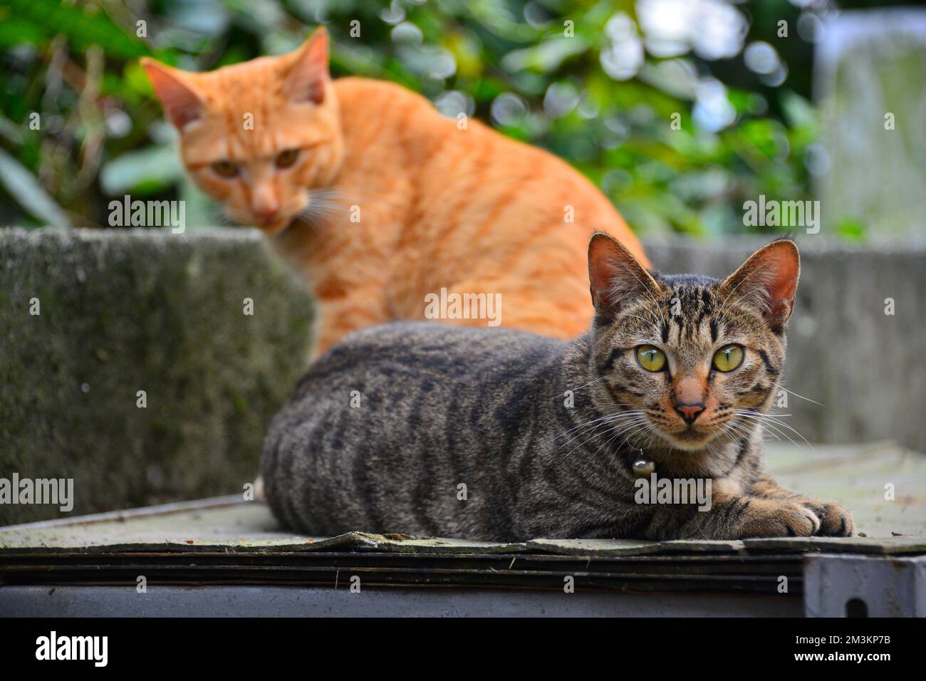 There are two tabby cats, the gray one looks at the photographer. Cat ...