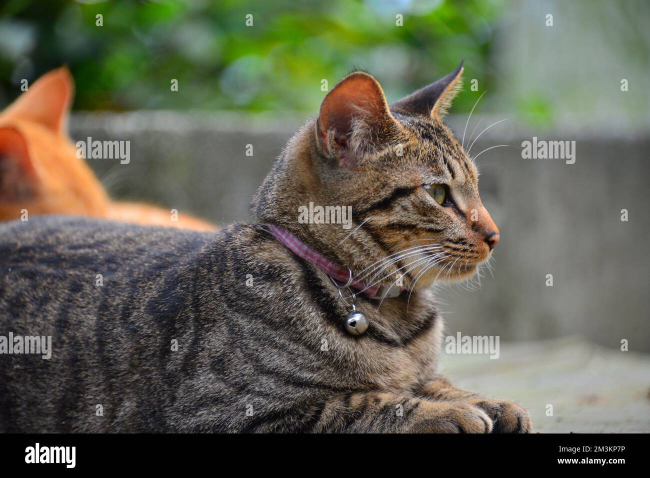 A gray tabby cat with a bell is looking to the right of the photo. Cat ...