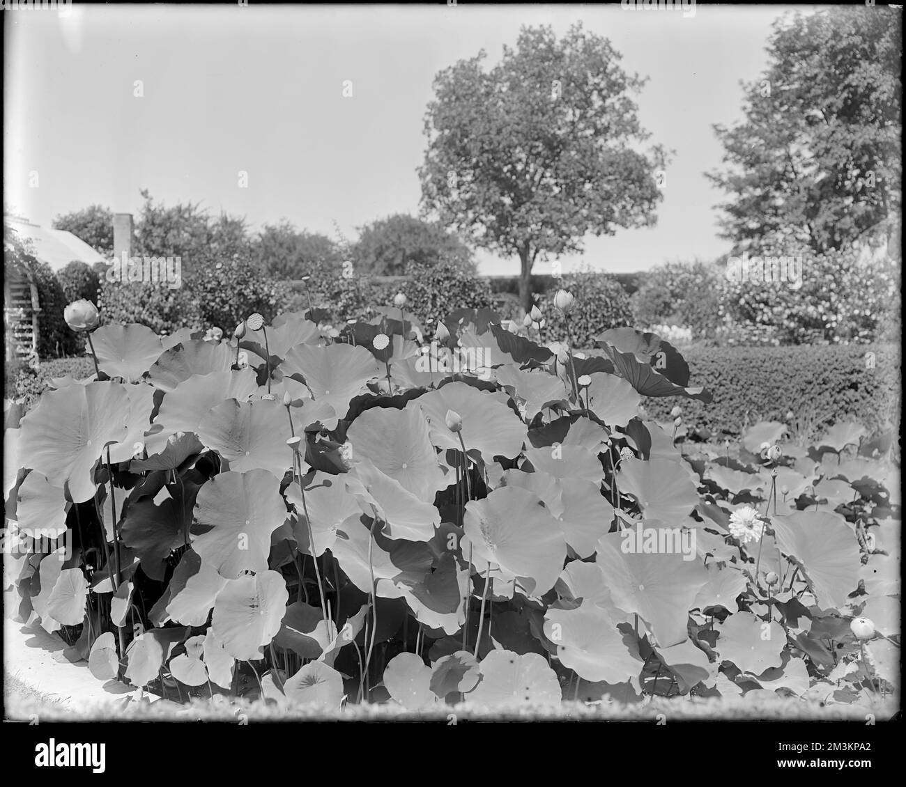 Peabody, Andover Street, views, lotus blossoms, on Mrs. Jacob C. Rogers ...