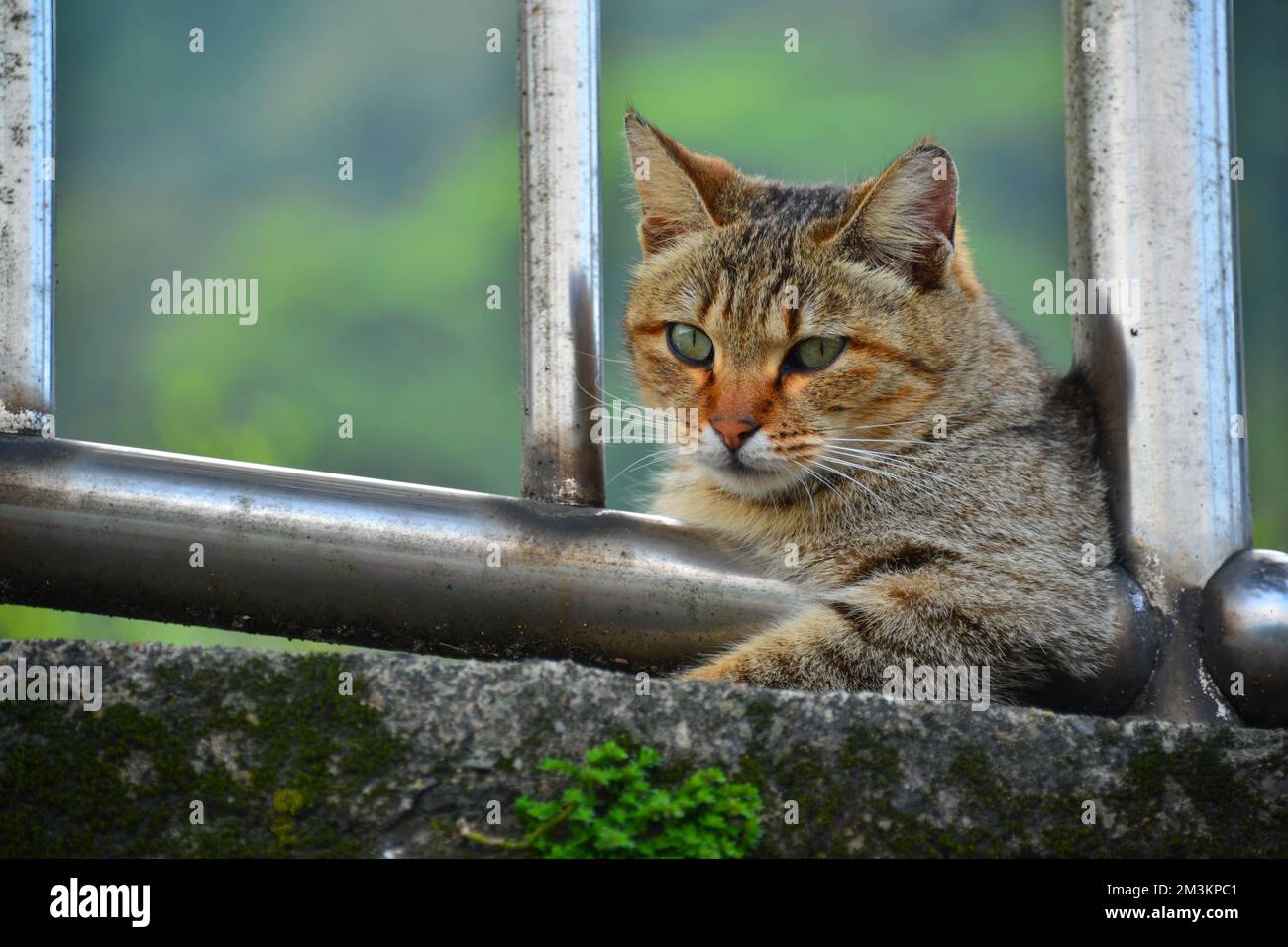 There is a tabby cat under the iron railing. Houtong Cat Village ...