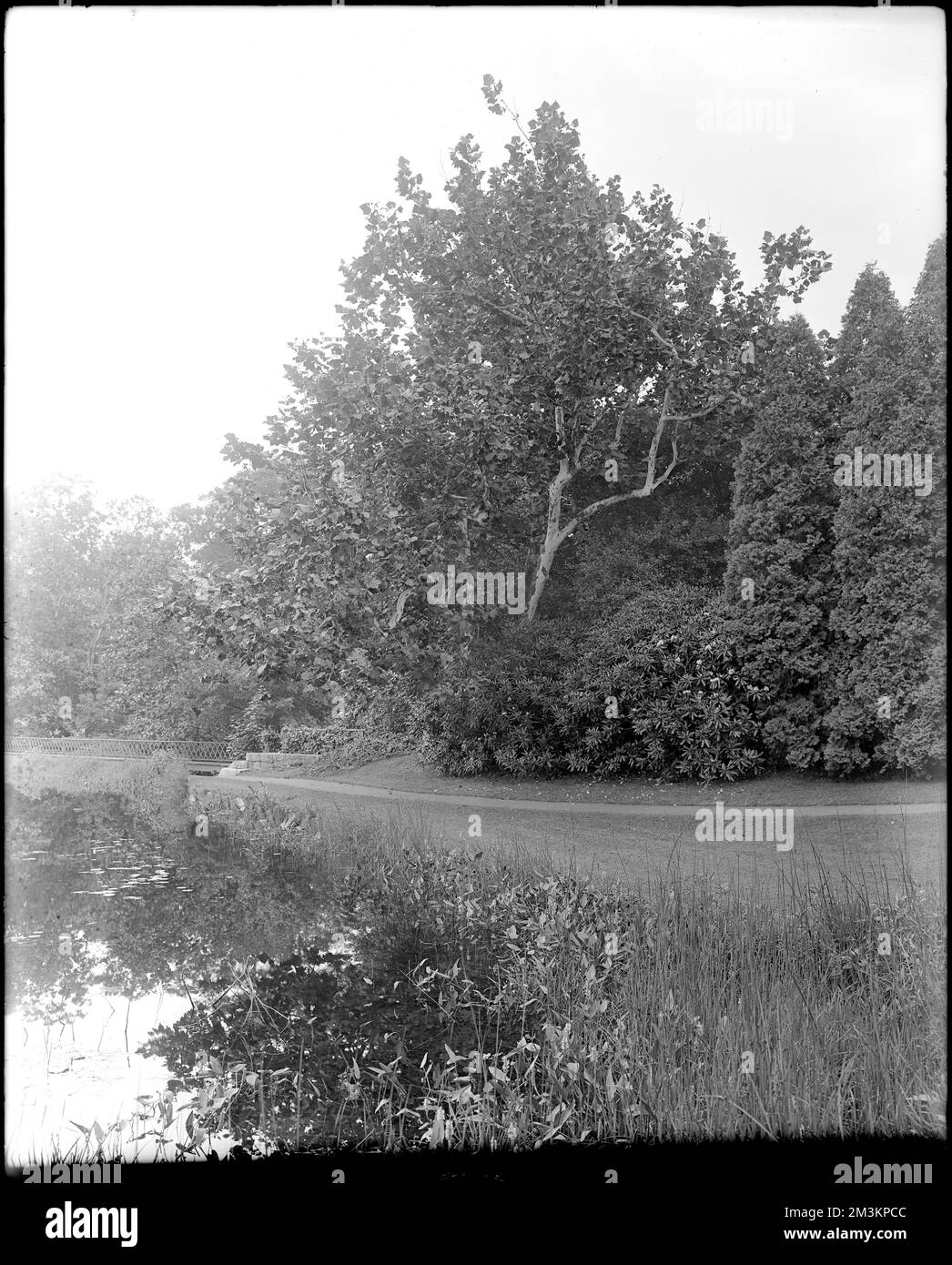 Peace Dale, Rhode Island, views, tree, R. G. Hazard estate , Estates ...