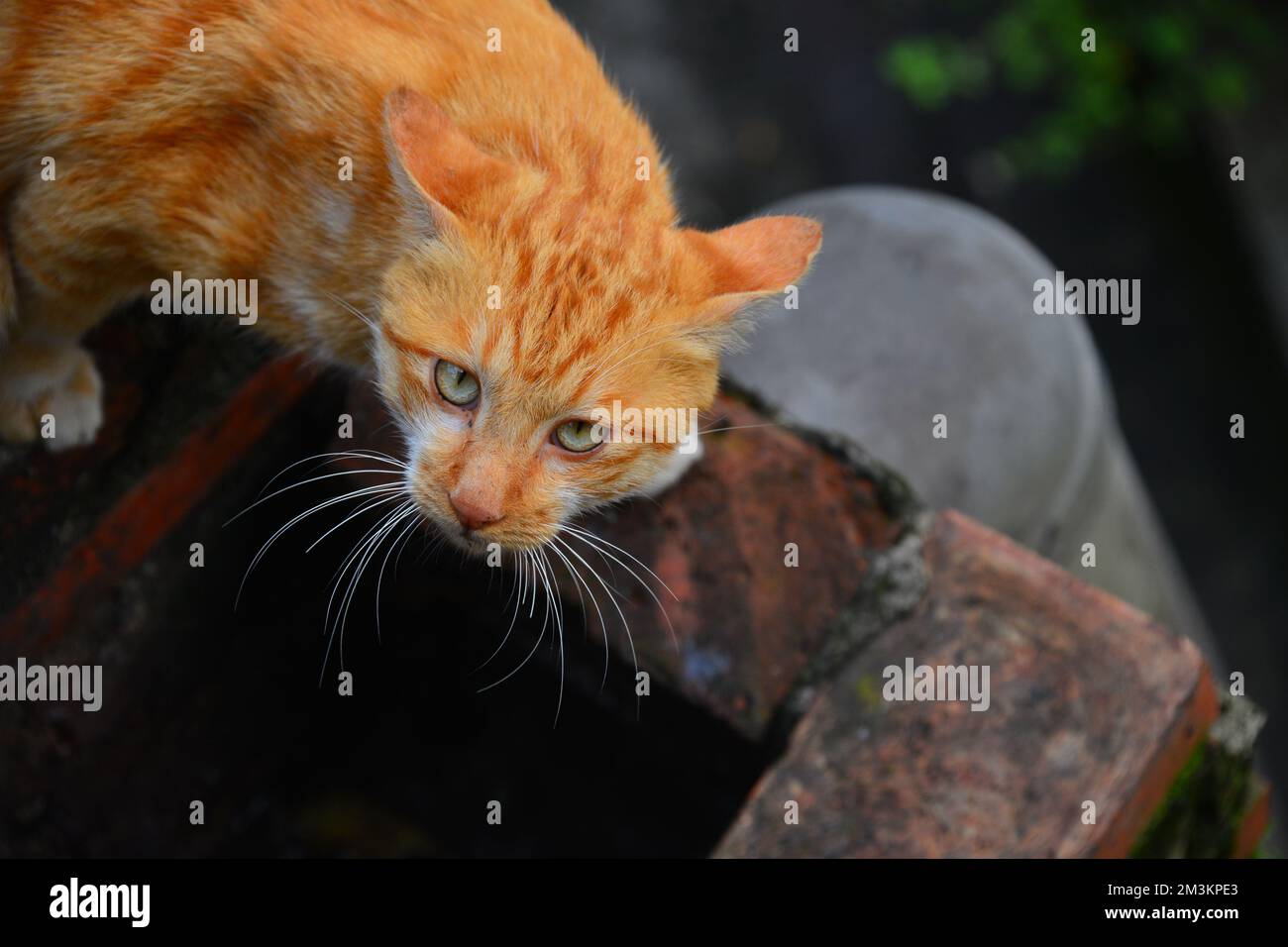 A yellow tabby cat standing on a red brick wall. Houtong Cat Village ...