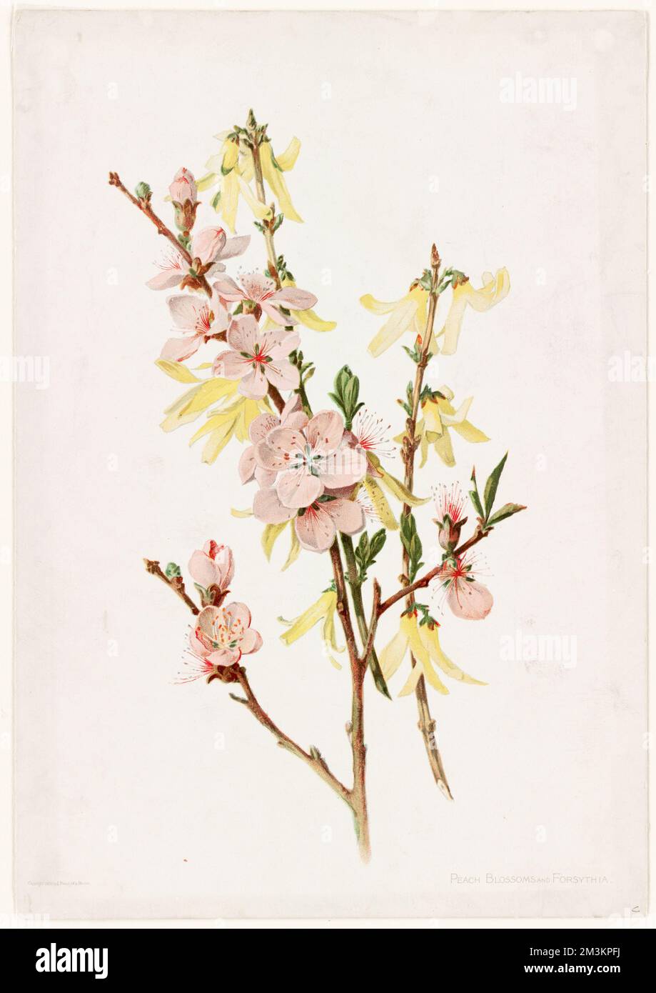 Peach blossoms and forsythia , Peach trees, Flowers, Forsythia. Louis ...