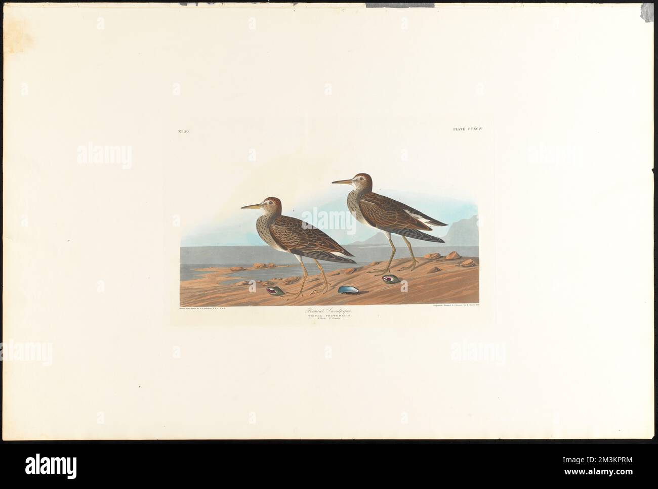 Pectoral sandpiper : Tringa pectoralis. 1. Male. 2. Female. c.1 v.3 ...
