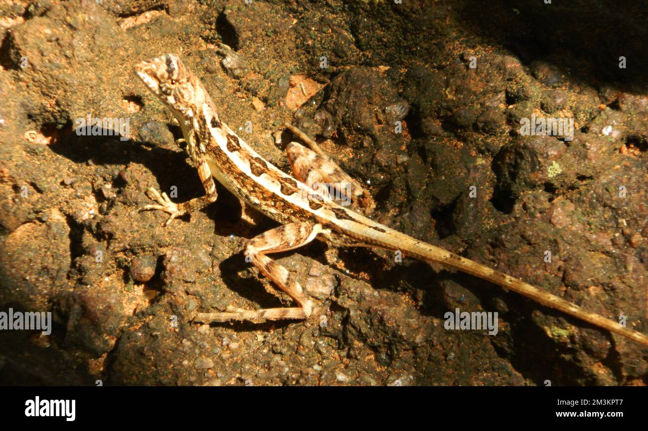 Sand like rice hi-res stock photography and images - Alamy