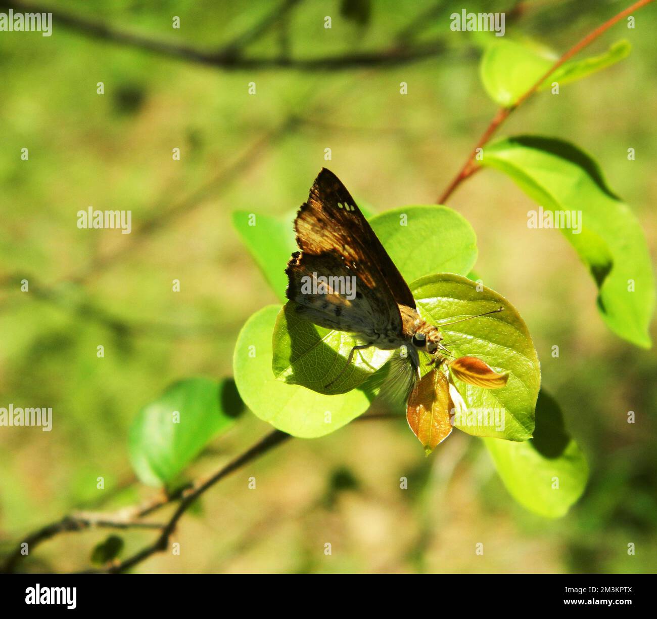 Located near duviliella in Kalthota, Balangoda in Ratnapura district. A ...