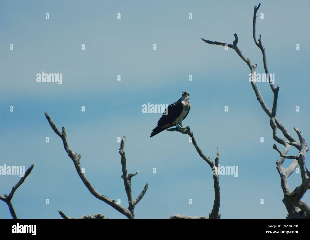 Horton Plains is a well-known local and tourist destination in Sri ...