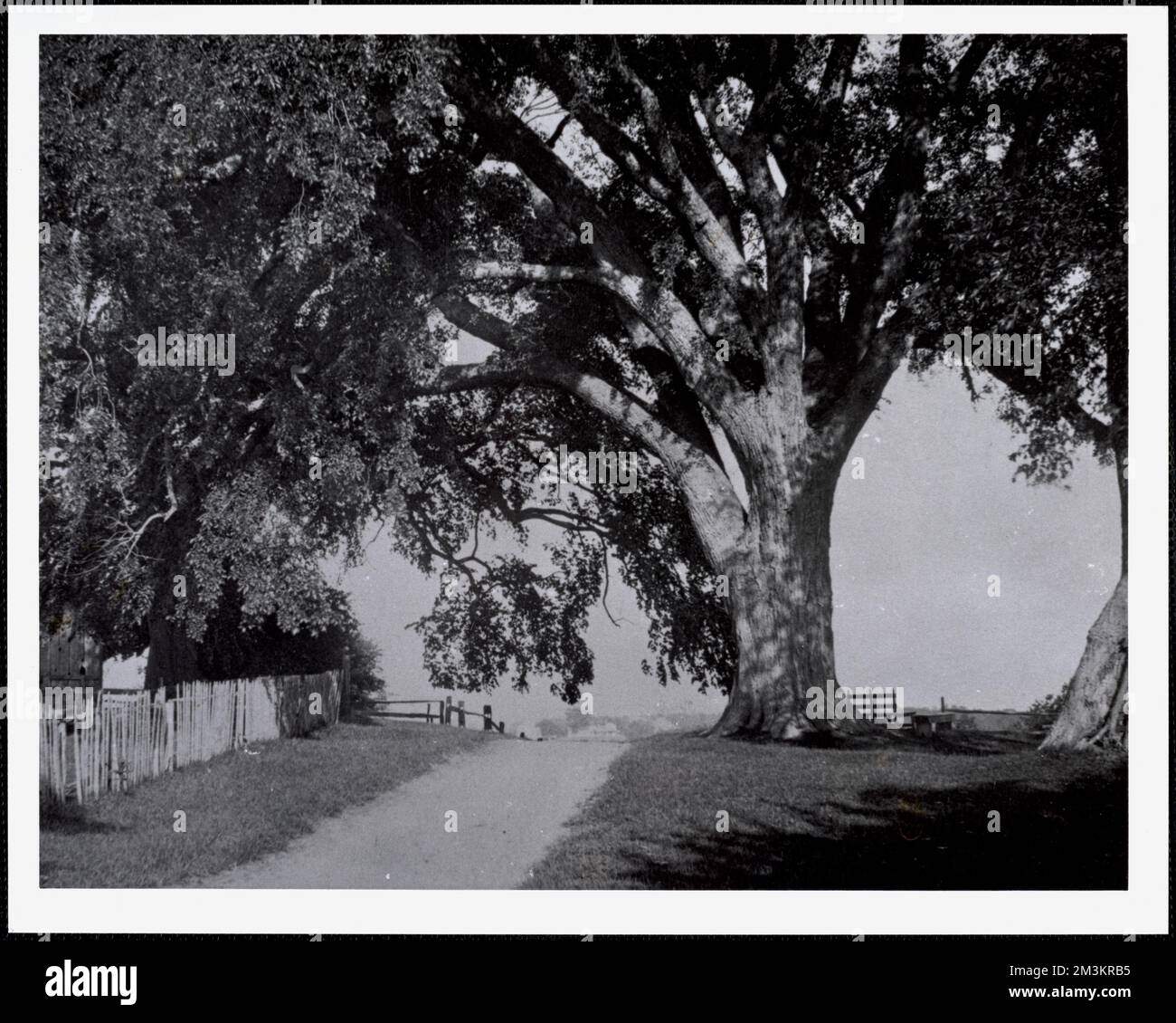 Pelham Island Road above Heard’s Pond, elms of Sears family , Lakes ...