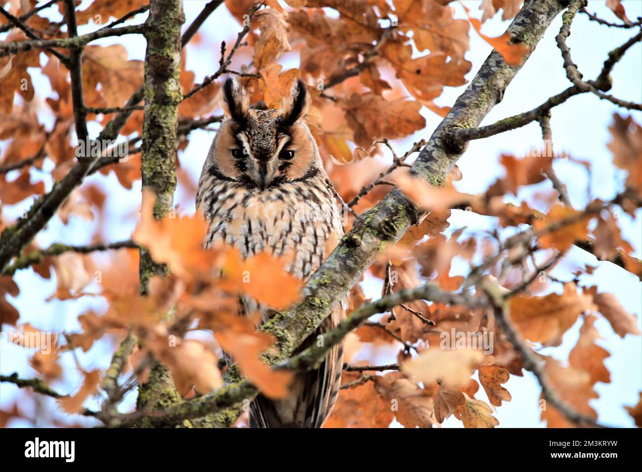 Long eared owl in an oak tree Stock Photo - Alamy