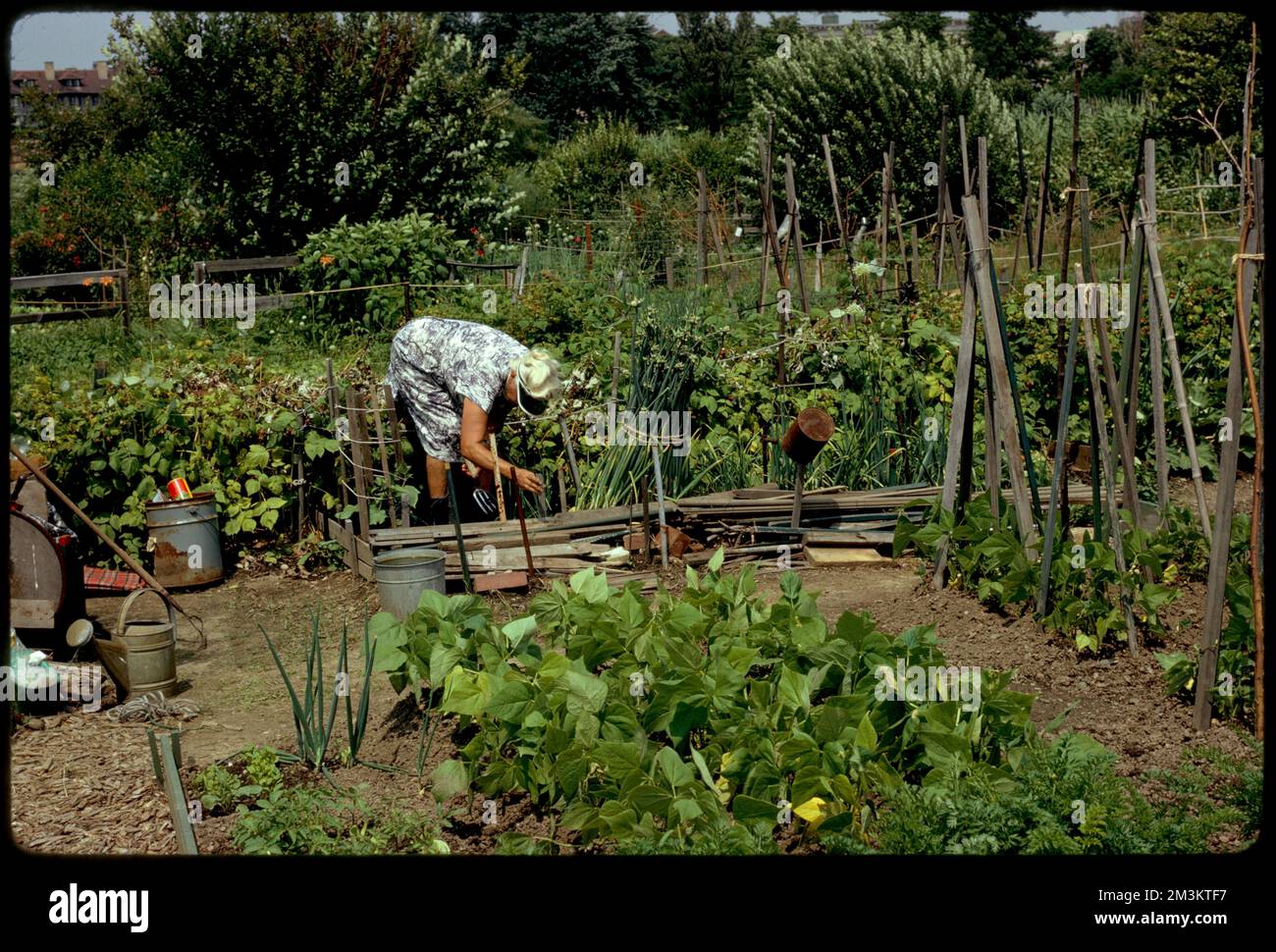Personal gardens in Fenway , Parks, Community gardens, Gardening ...