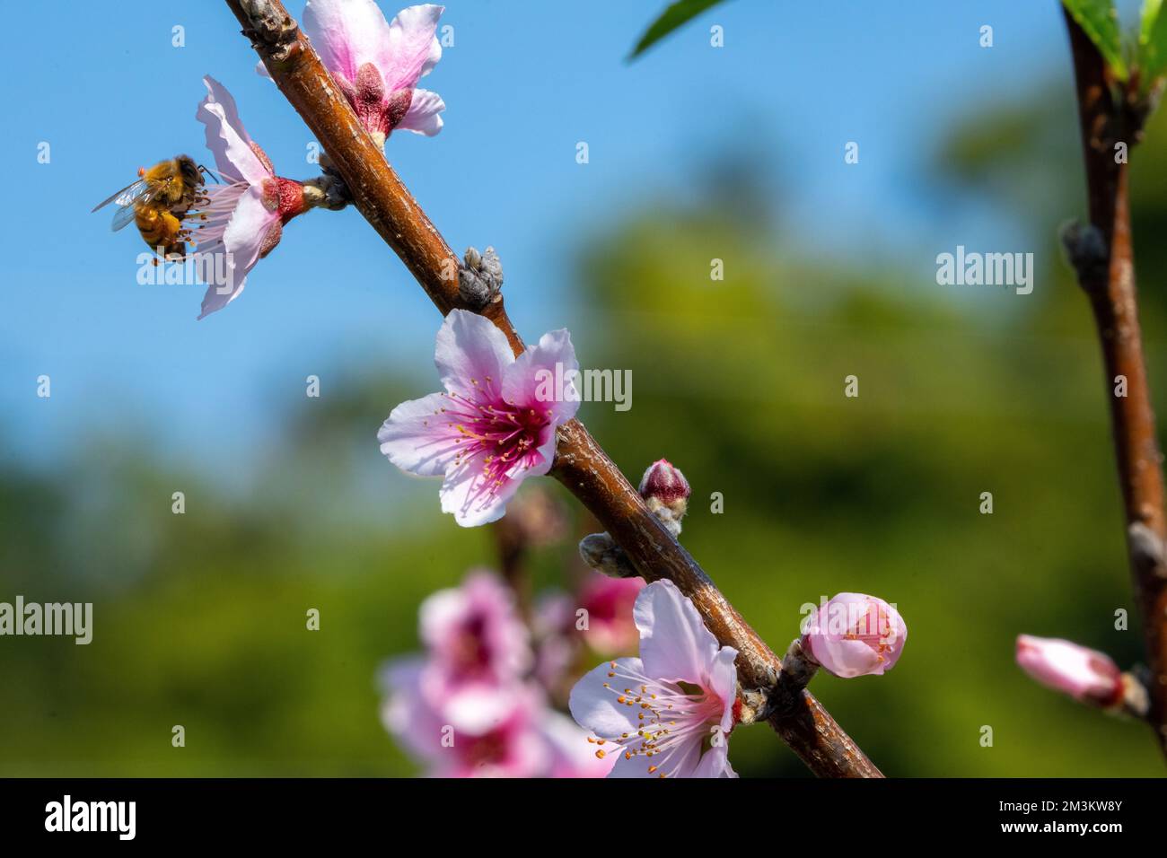There is a bee picking nectar from a peach blossom. The flowering ...