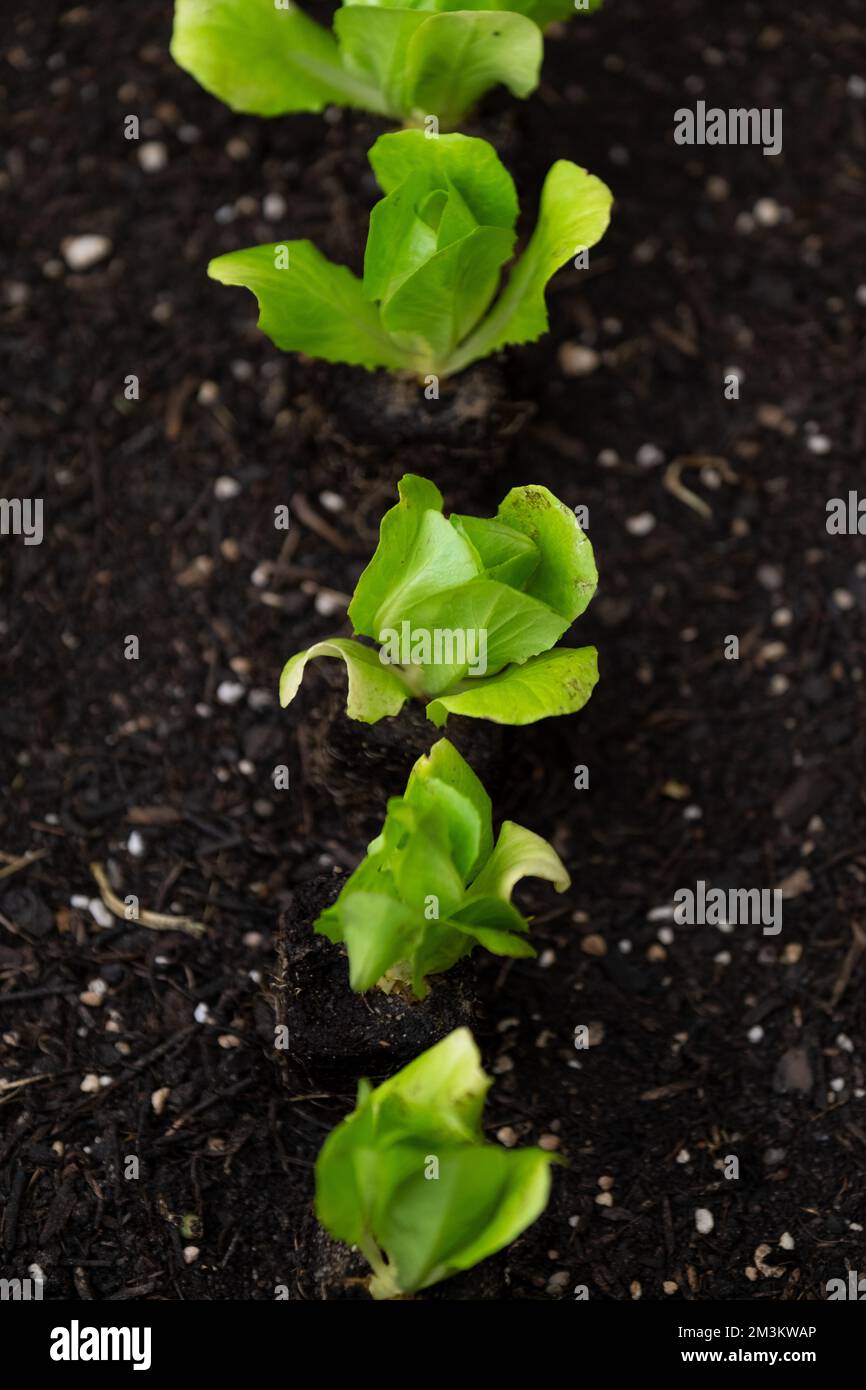 lettuce seedlings row on the ground. green vegetables seedling ...