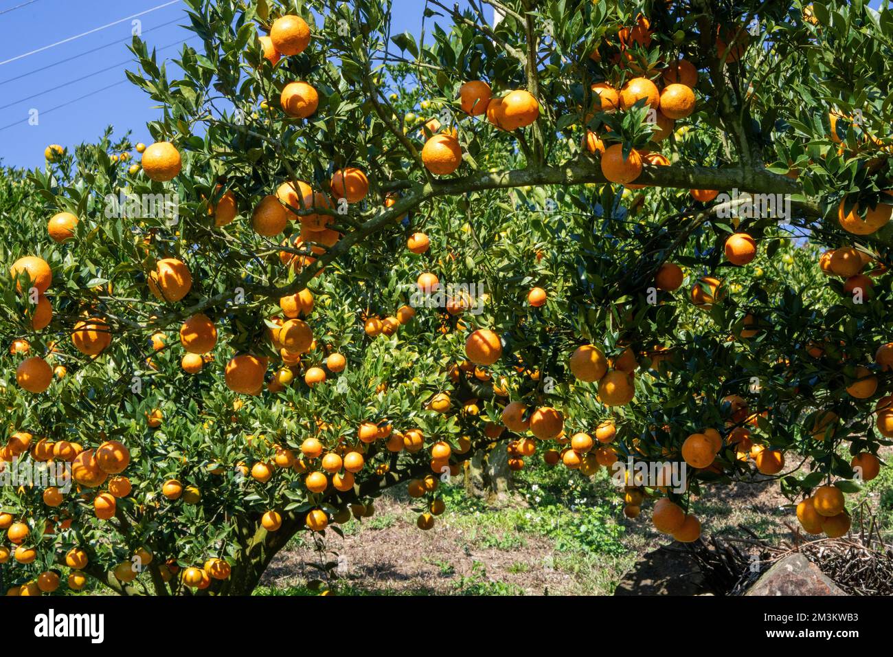 Many oranges and green leaves on an orange tree. The flowering season ...