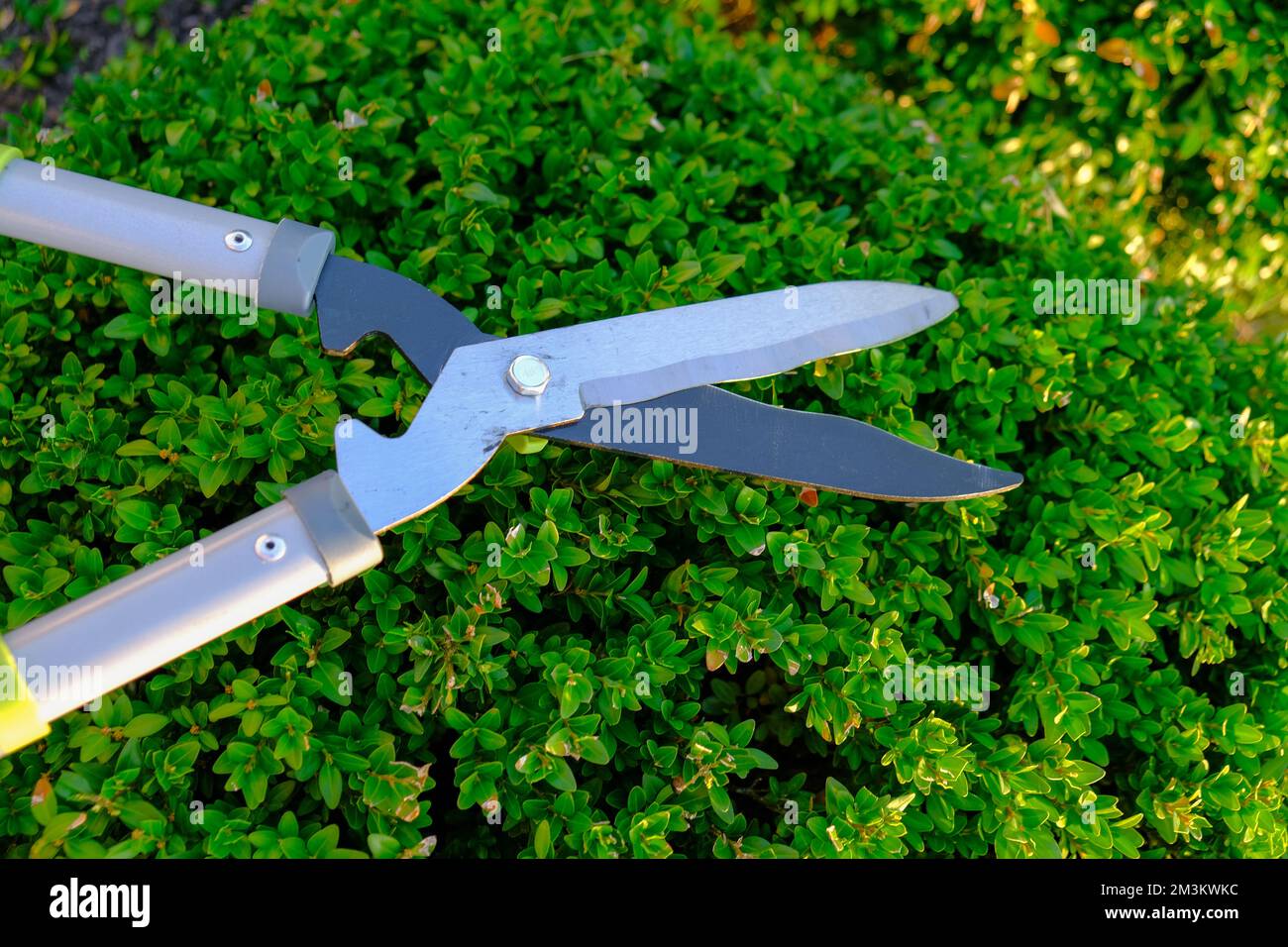 Garden Shears For Cutting Plants Shearing Plants In The Garden Boxwood Round Shape Tool For