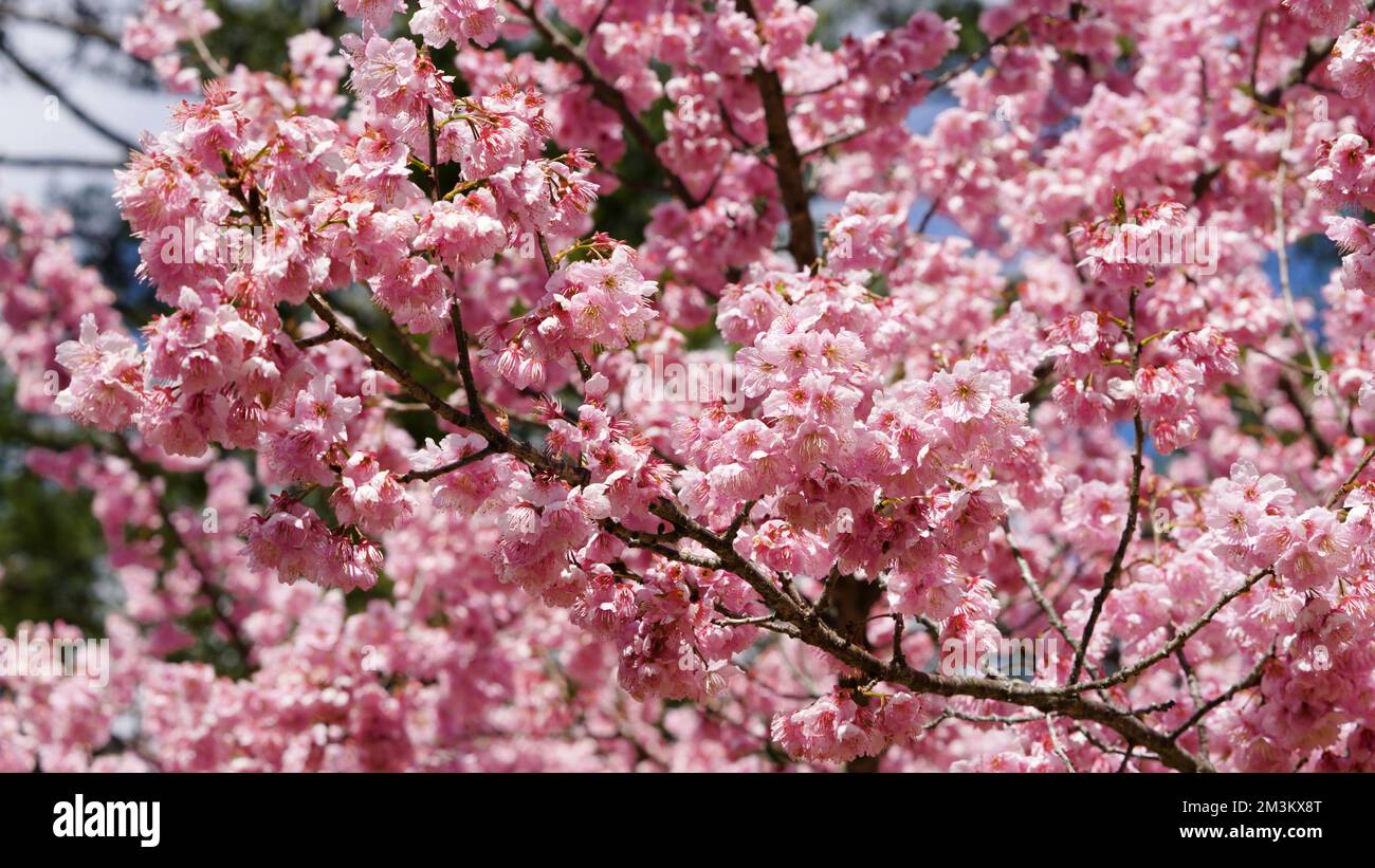 Beautiful pink cherry blooms (sakura tree) in the park. Cherry blossom ...
