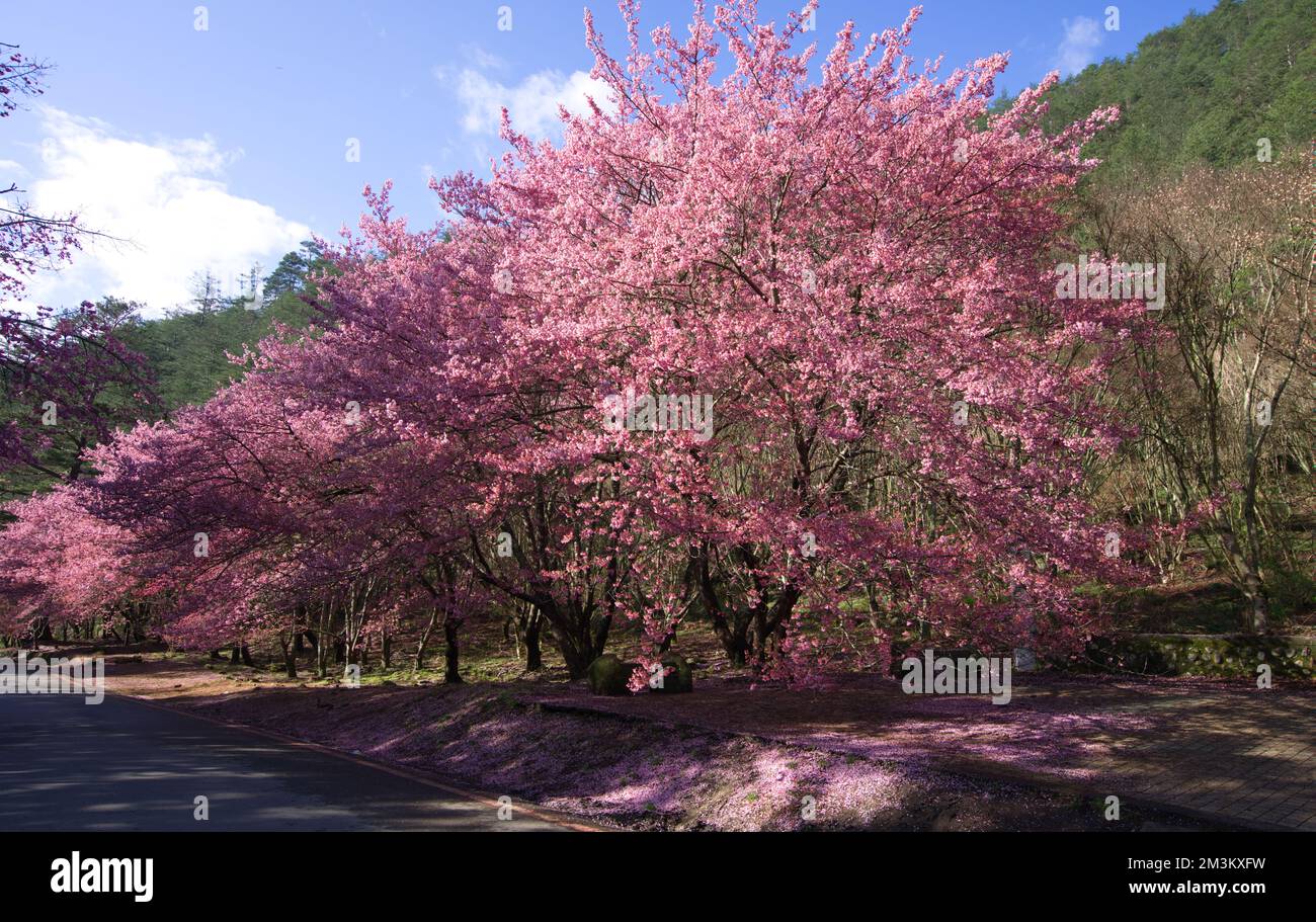 Beautiful pink cherry blooms (sakura tree) in the park. Cherry blossom ...