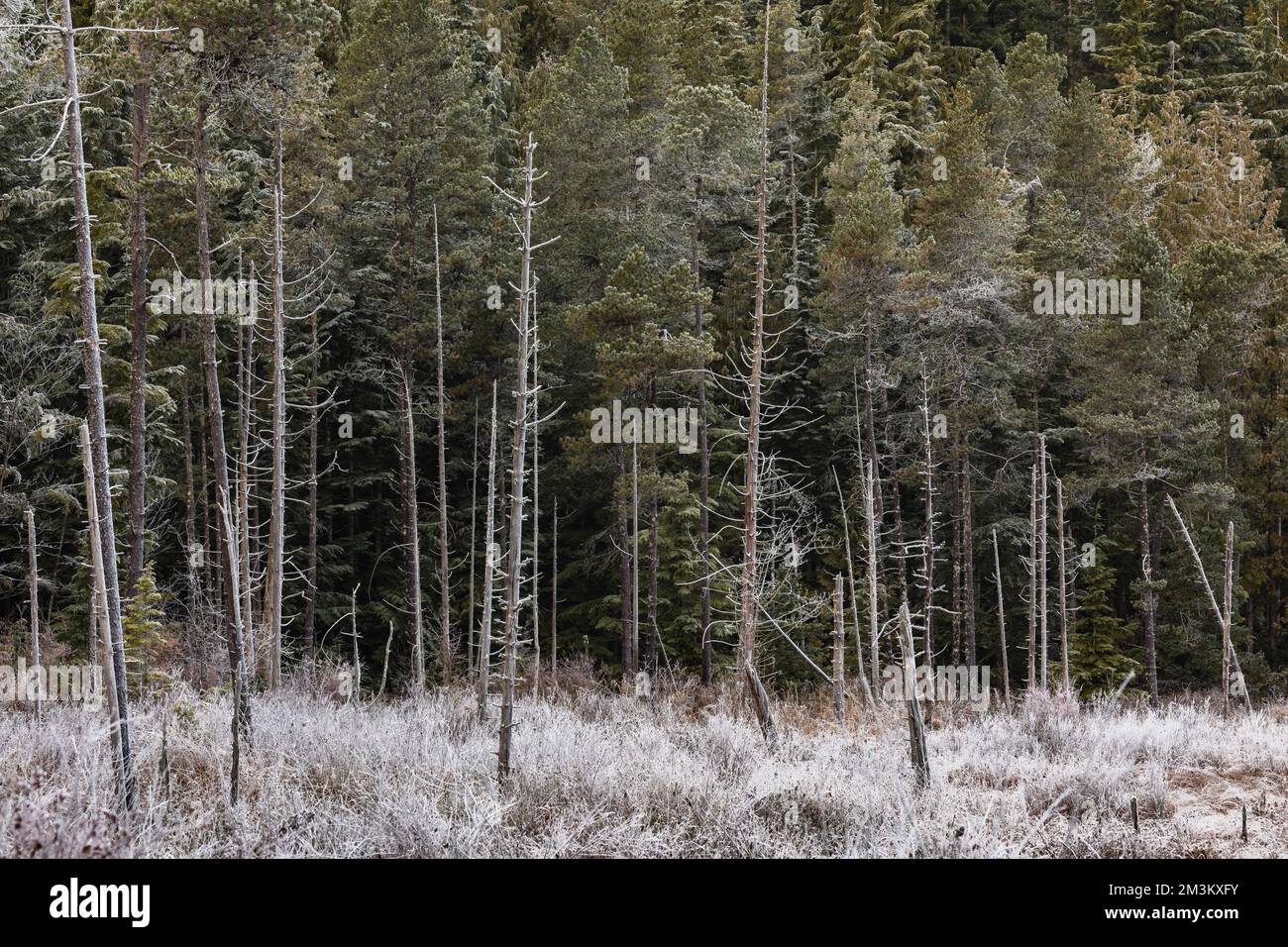 Pine tree forest scenery durning winter in North America Tall pine ...