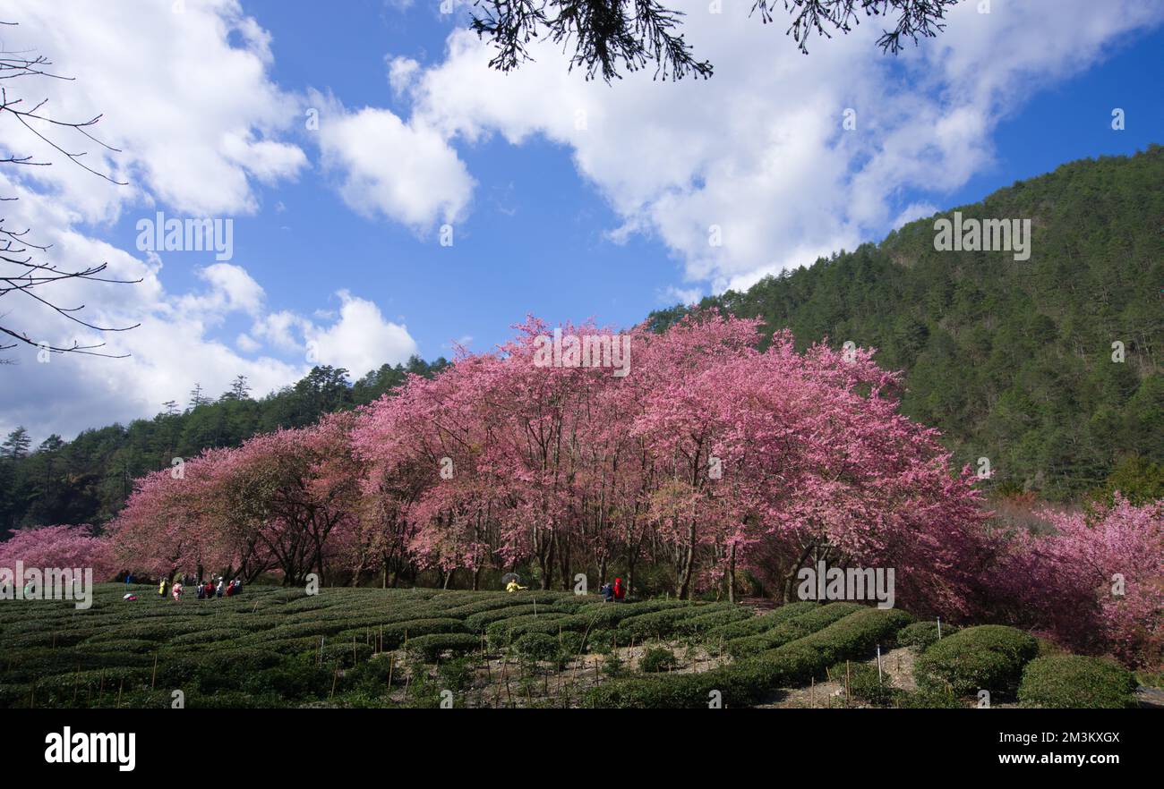 Taichung City, Taiwan. Feb. 15 2022: Tourists immerse themselves in ...
