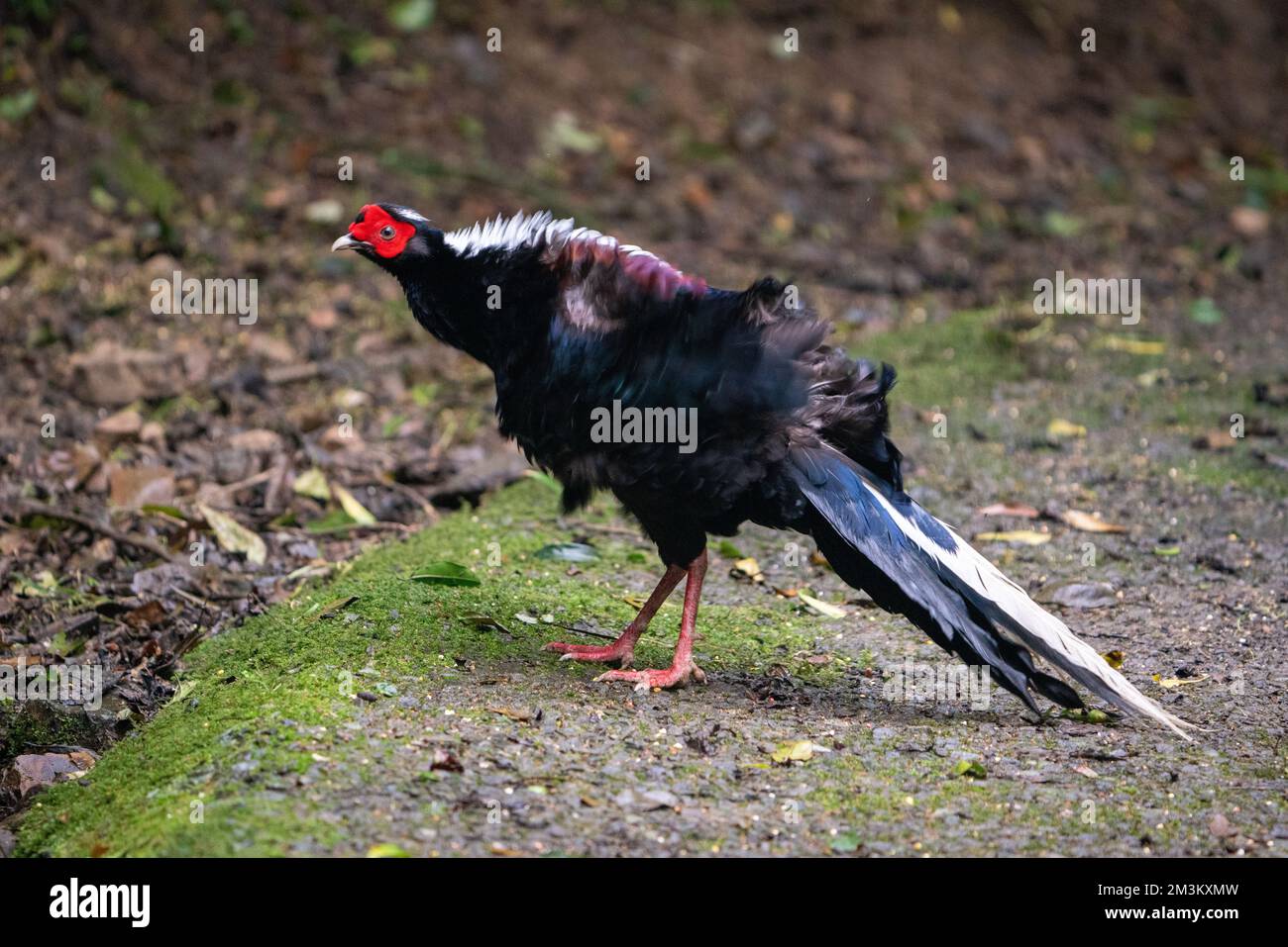 Male adult Svensson's Pheasant (Lophura swinhoii) Secretive, handsome ...