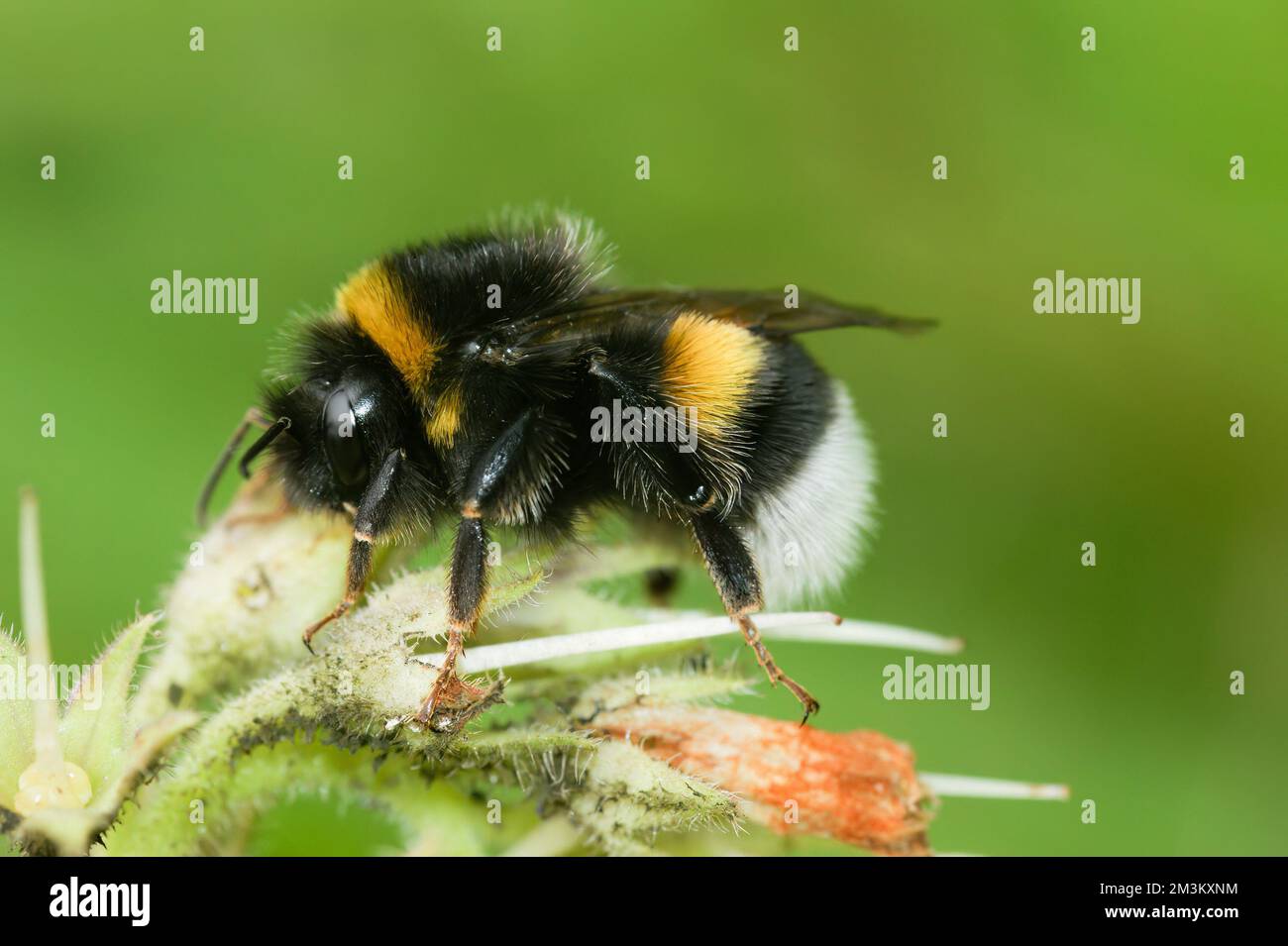 Natural closeup on a queen Buff-tailed bumblebee , Bombus terrestris ...