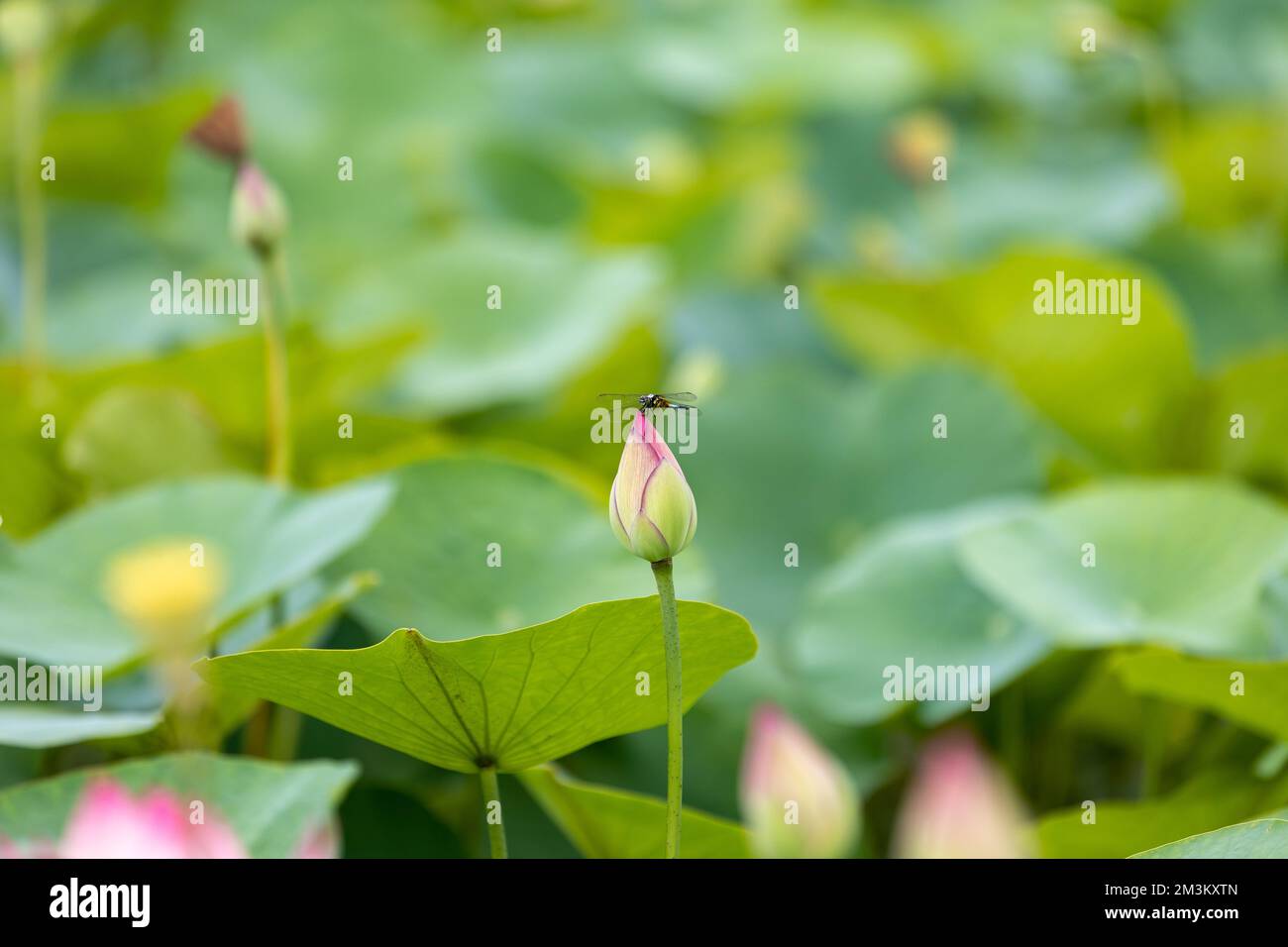 Lotus buds with stem hi-res stock photography and images - Alamy