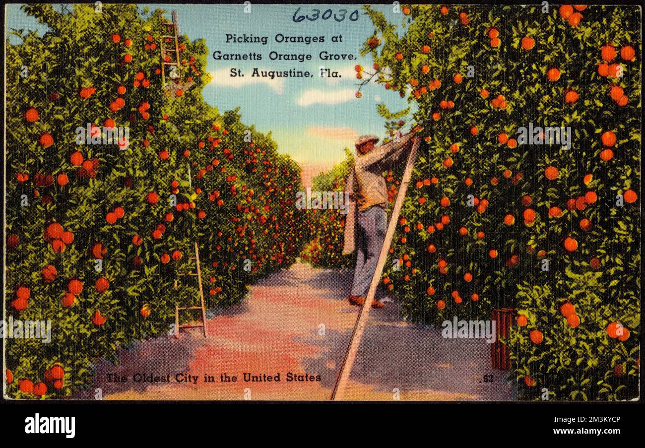 Picking oranges at Garnetts Orange Grove, St. Augustine, Florida, the ...