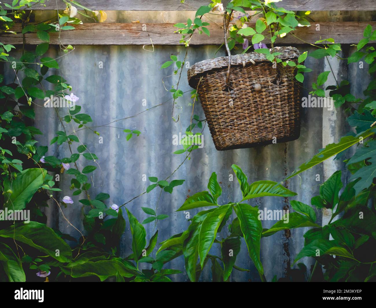 A bag made of weave that was hung against the wall and leaves Stock ...