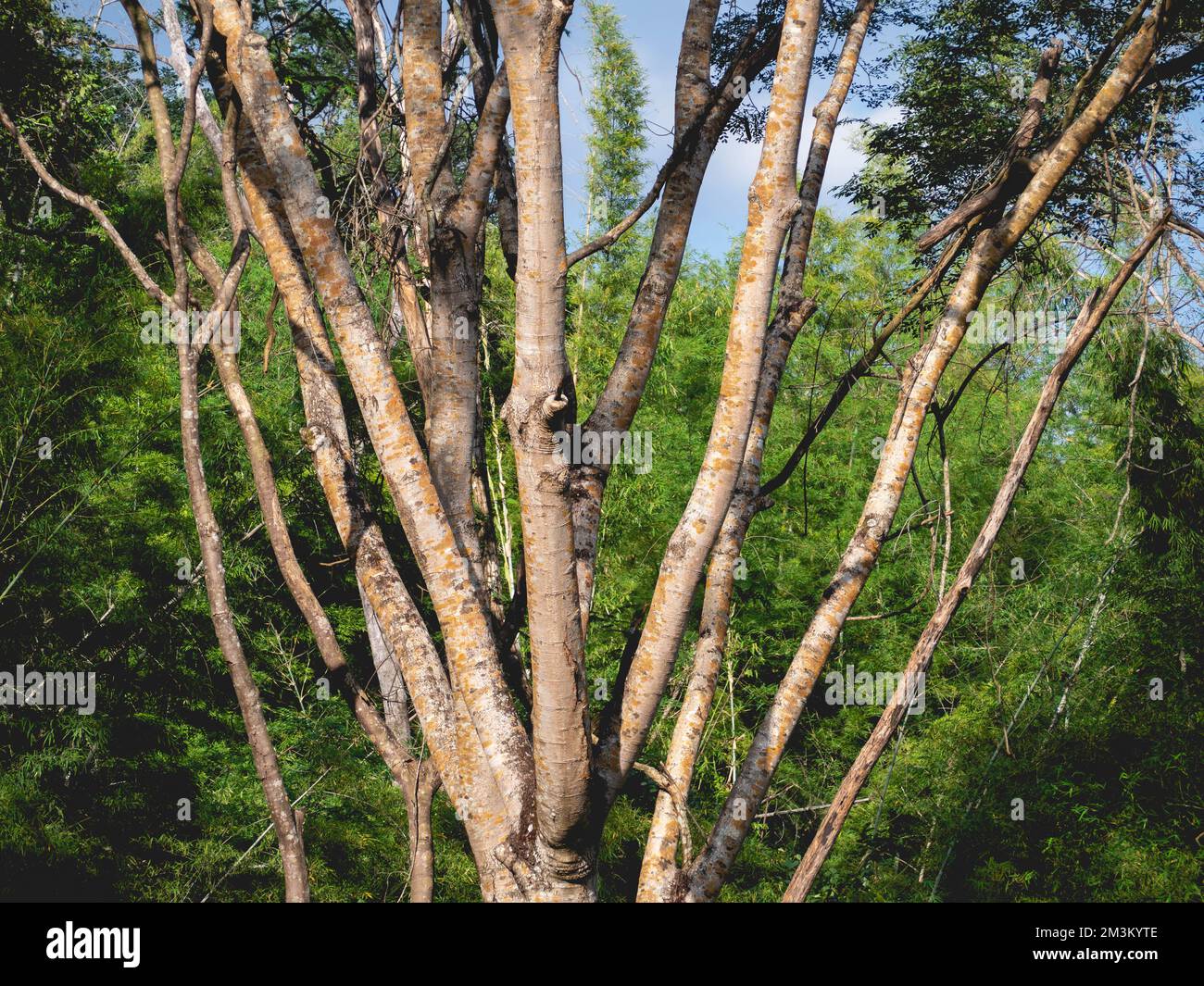 A lot of tree trunks Stock Photo - Alamy