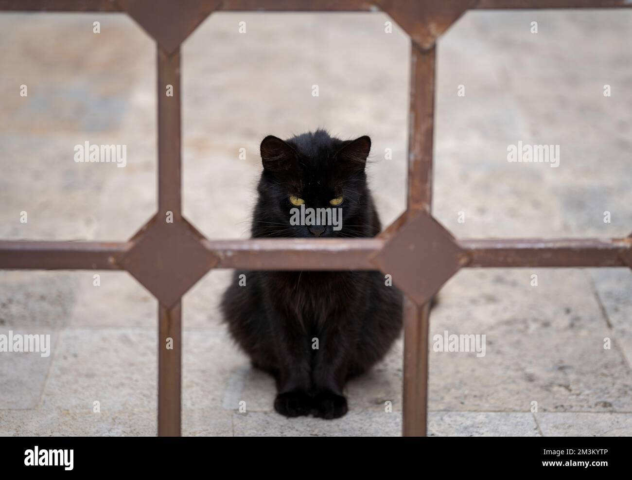 A black cat sitting behind the metal fence Stock Photo - Alamy