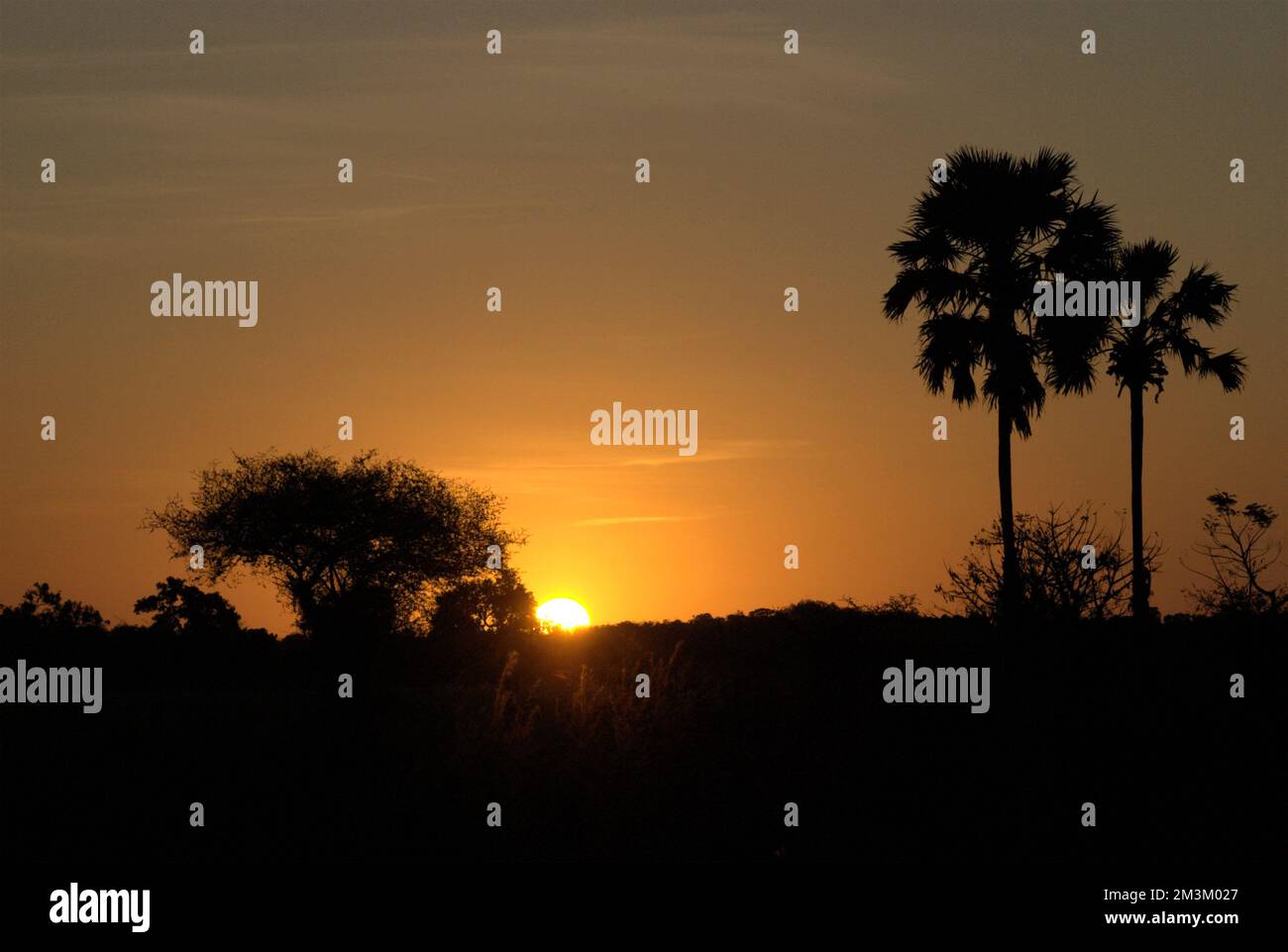 Sunset on dry, tropical landscape with palmyra palm trees during dry ...
