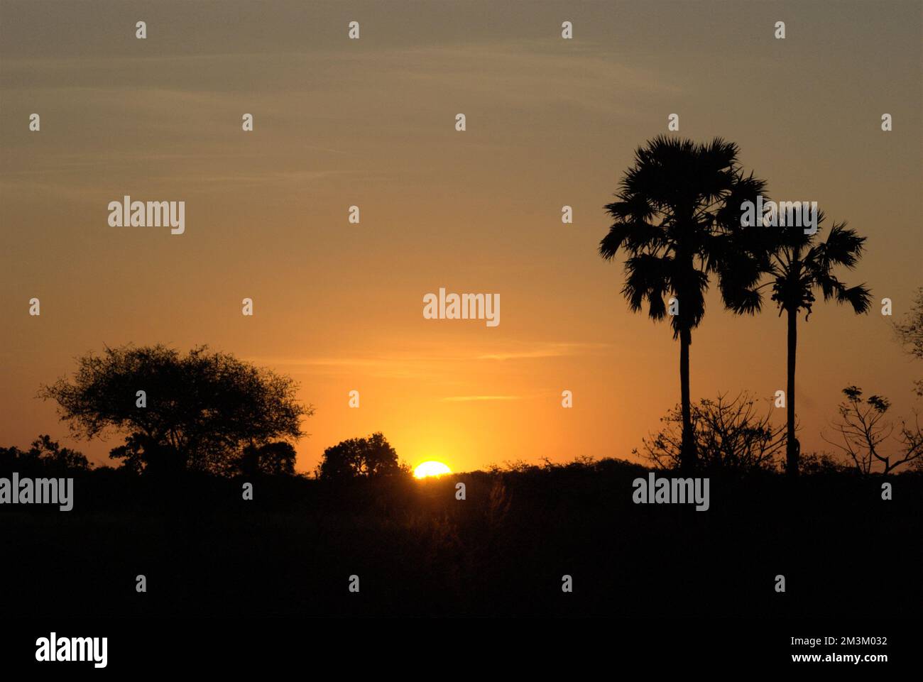 Sunset on dry, tropical landscape with palmyra palm trees during dry ...