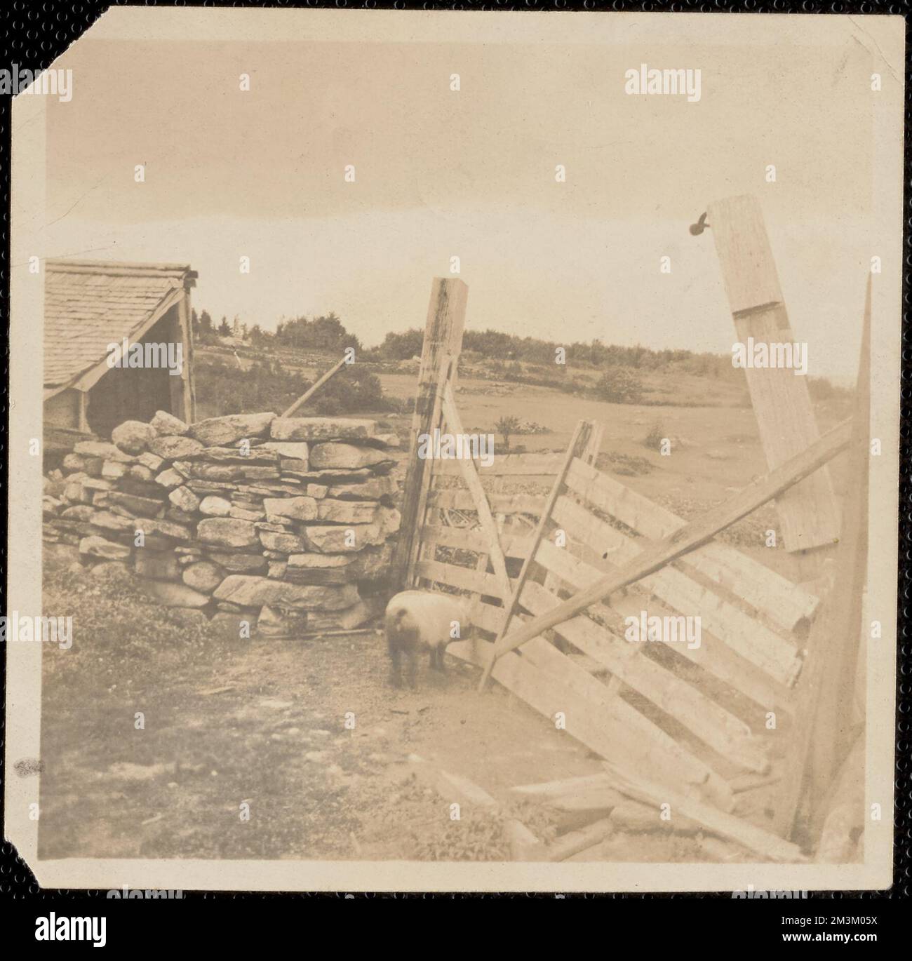 Pig , Animals. Messenger Collection Stock Photo - Alamy