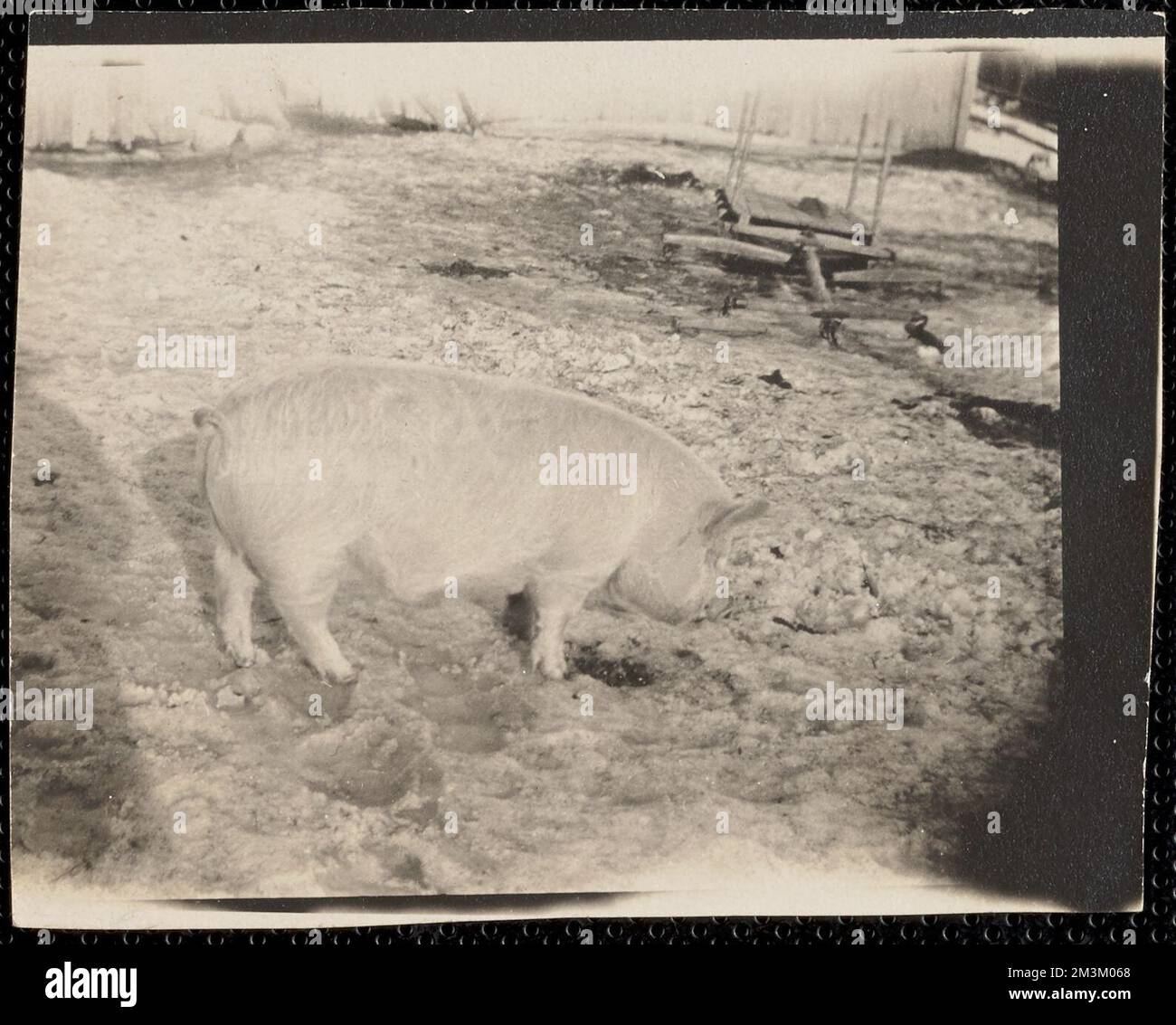 Farm animals depiction hi-res stock photography and images - Alamy