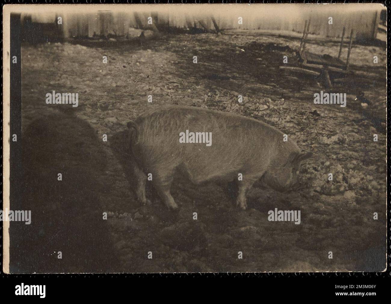 Pig , Animals. Messenger Collection Stock Photo - Alamy
