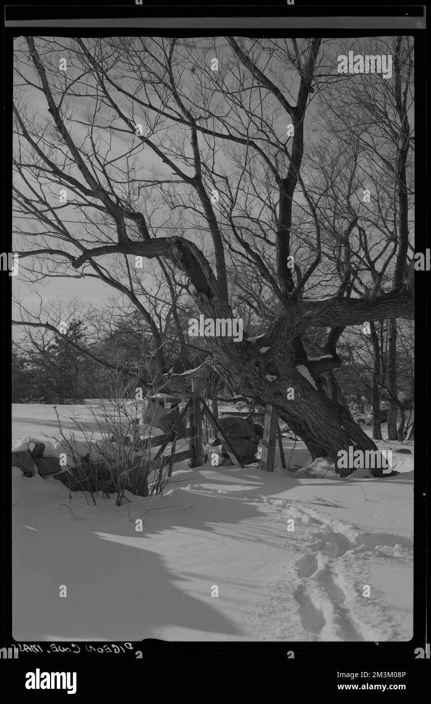 Pigeon Cove, Mass. , Trees. Samuel Chamberlain Photograph Negatives ...