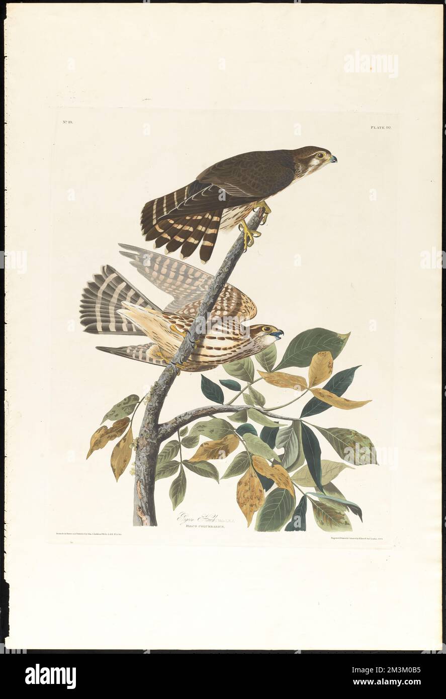 Pigeon hawk : Male, 1. F, 2. Falco columbarius. c.2 v.1 plate 92 ...