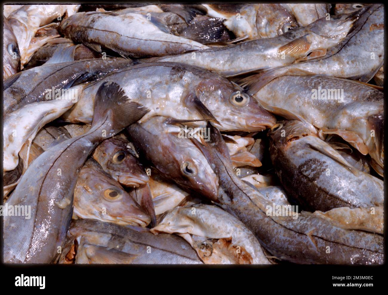 Fish l hi-res stock photography and images - Alamy