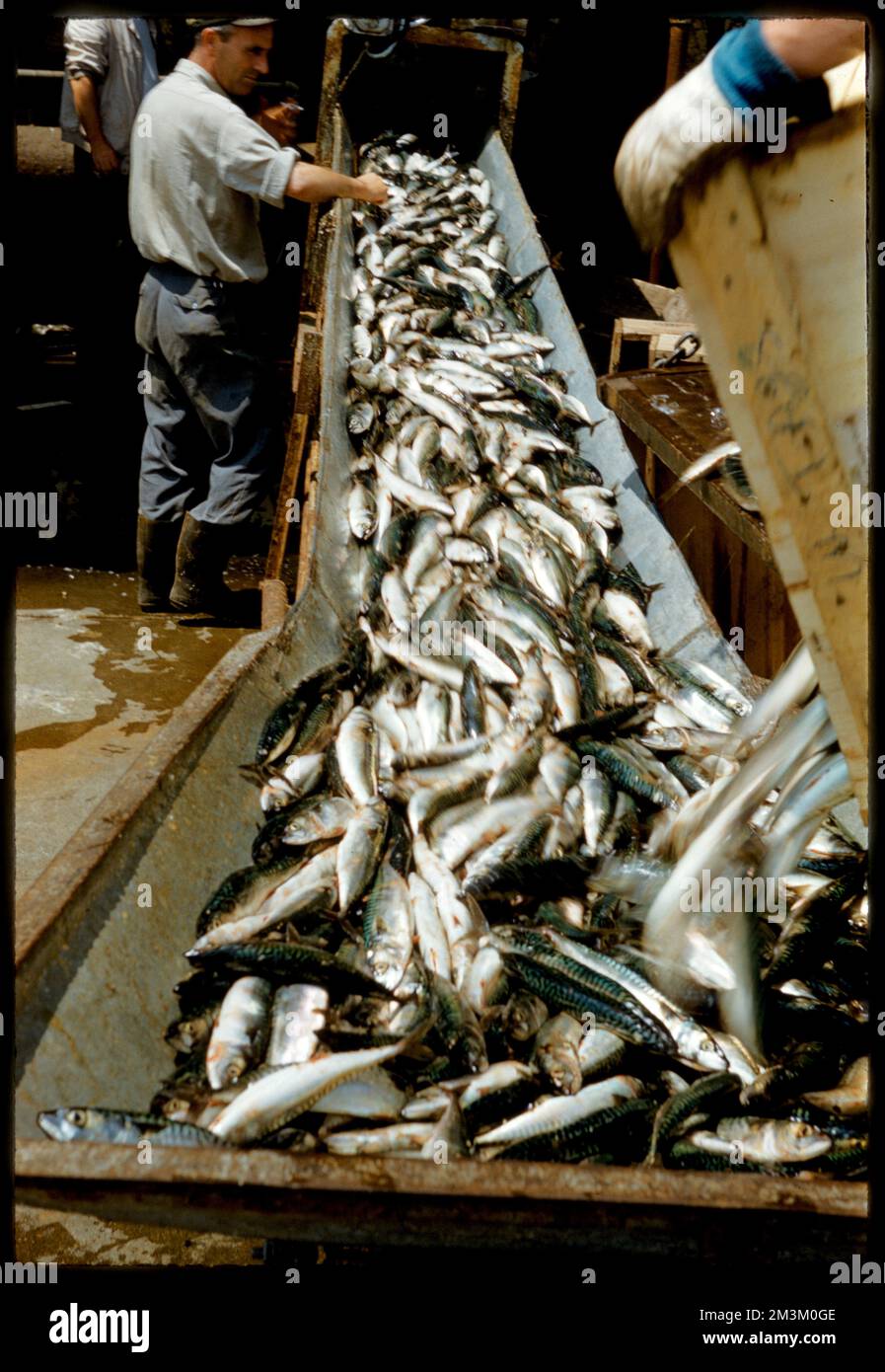 Piles fish on market hi-res stock photography and images - Alamy