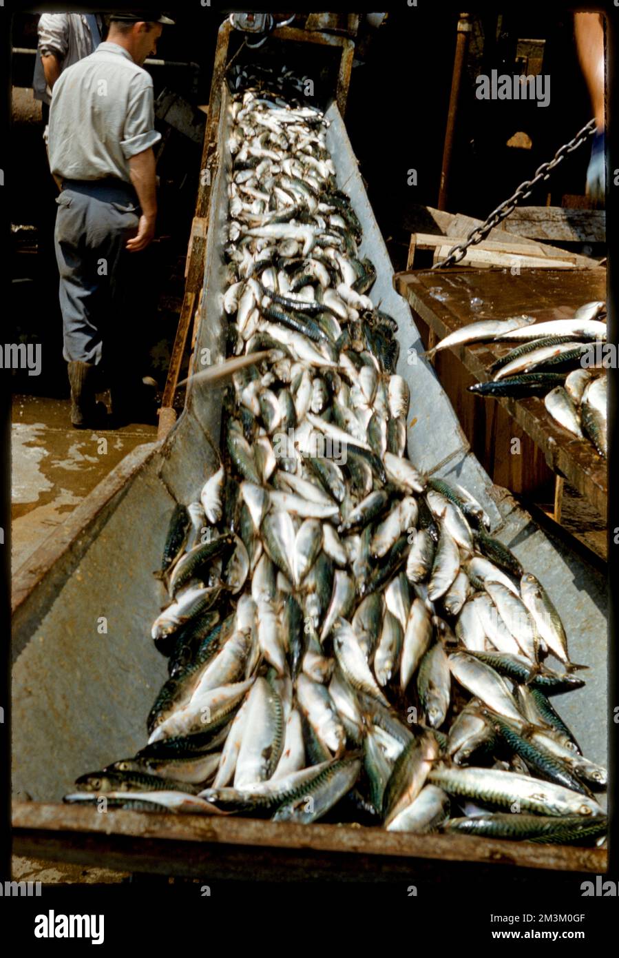 Piles of fish on chute and table , Fish. Edmund L. Mitchell Collection ...
