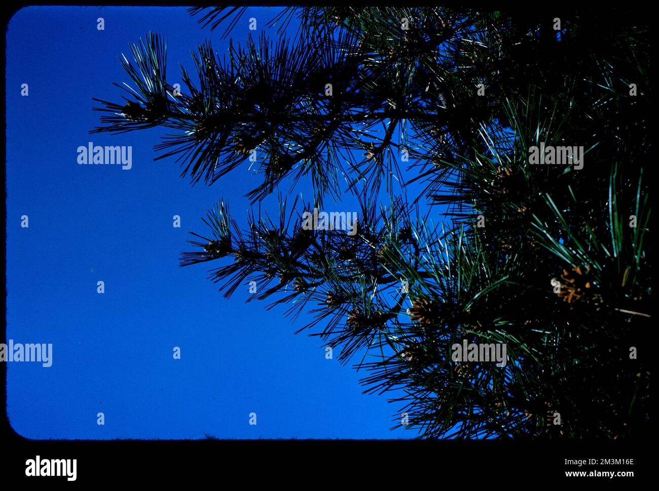 Pine tree, Arnold Arboretum, Boston , Pines, Pine cones, Botanical ...
