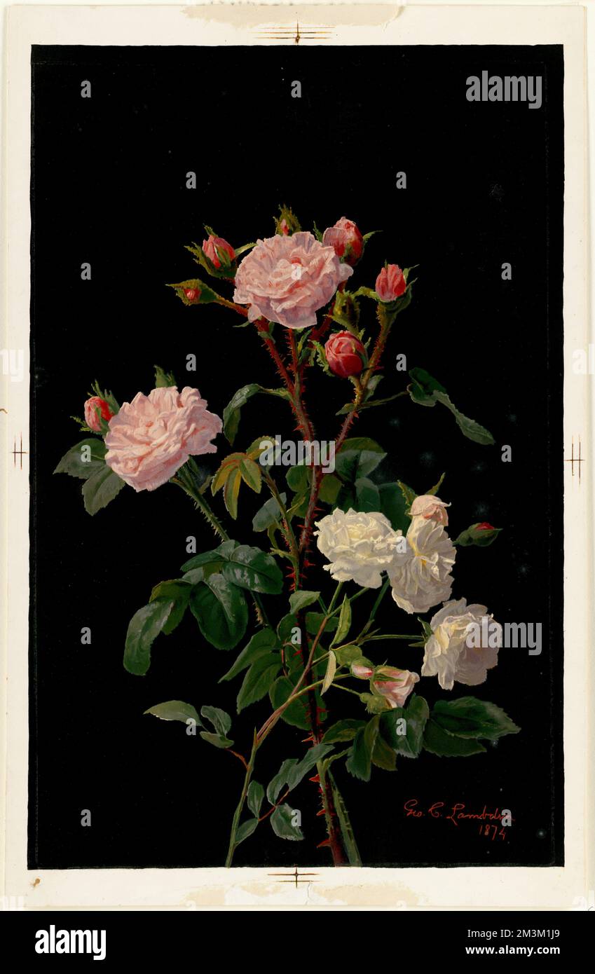 Louis prang roses hi-res stock photography and images - Alamy