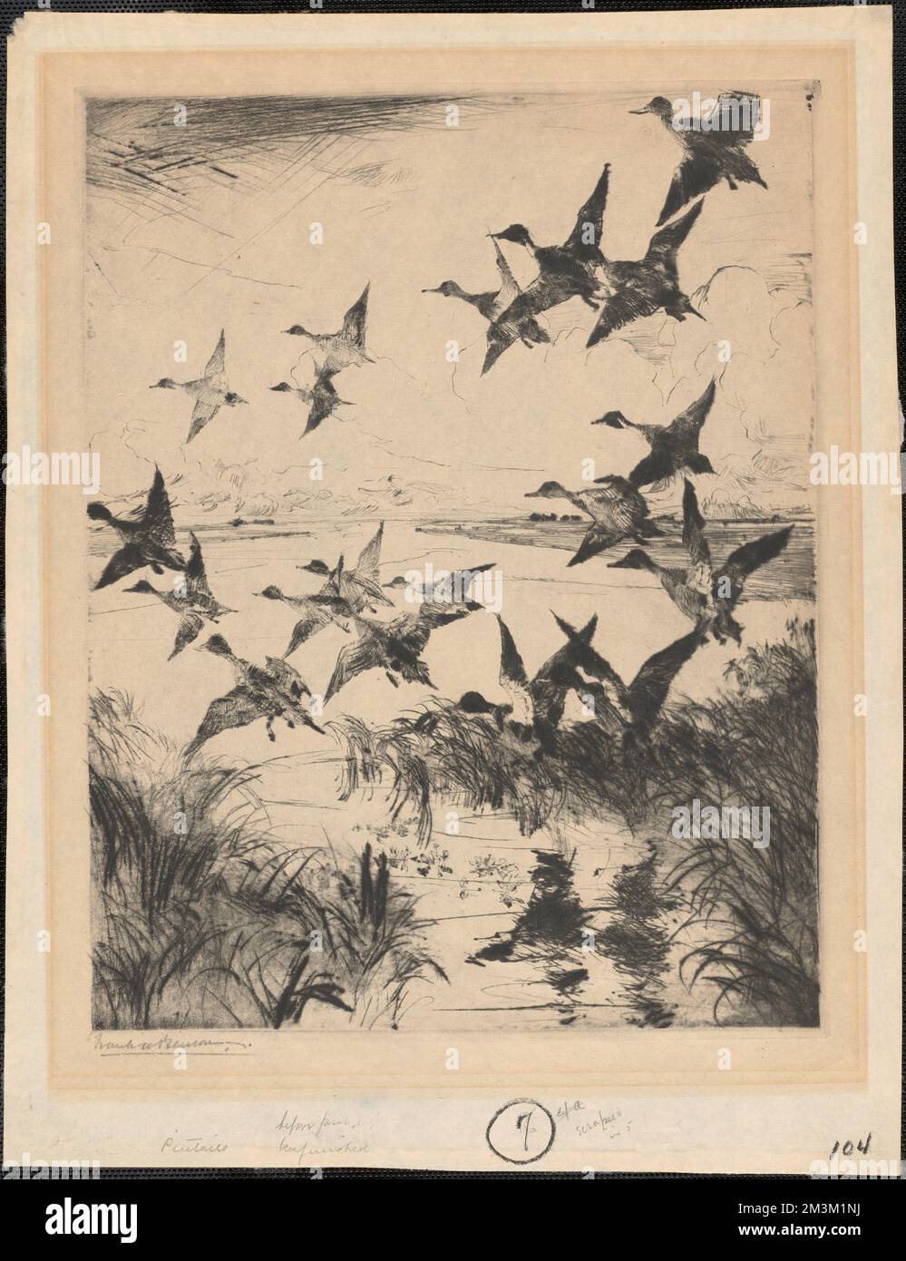 Pintails , Ducks, Flying, Bodies of water, Grasses, Northern pintail ...