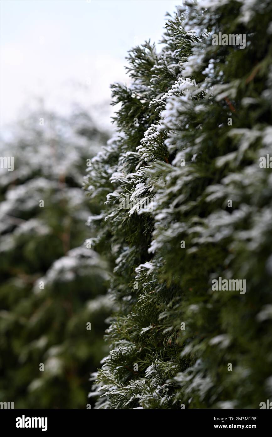 Thuja hedge hi-res stock photography and images - Alamy