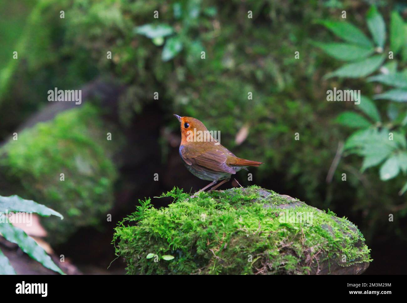 Japanese Robin has a bright orange face and chest, and a bright fuchsia ...