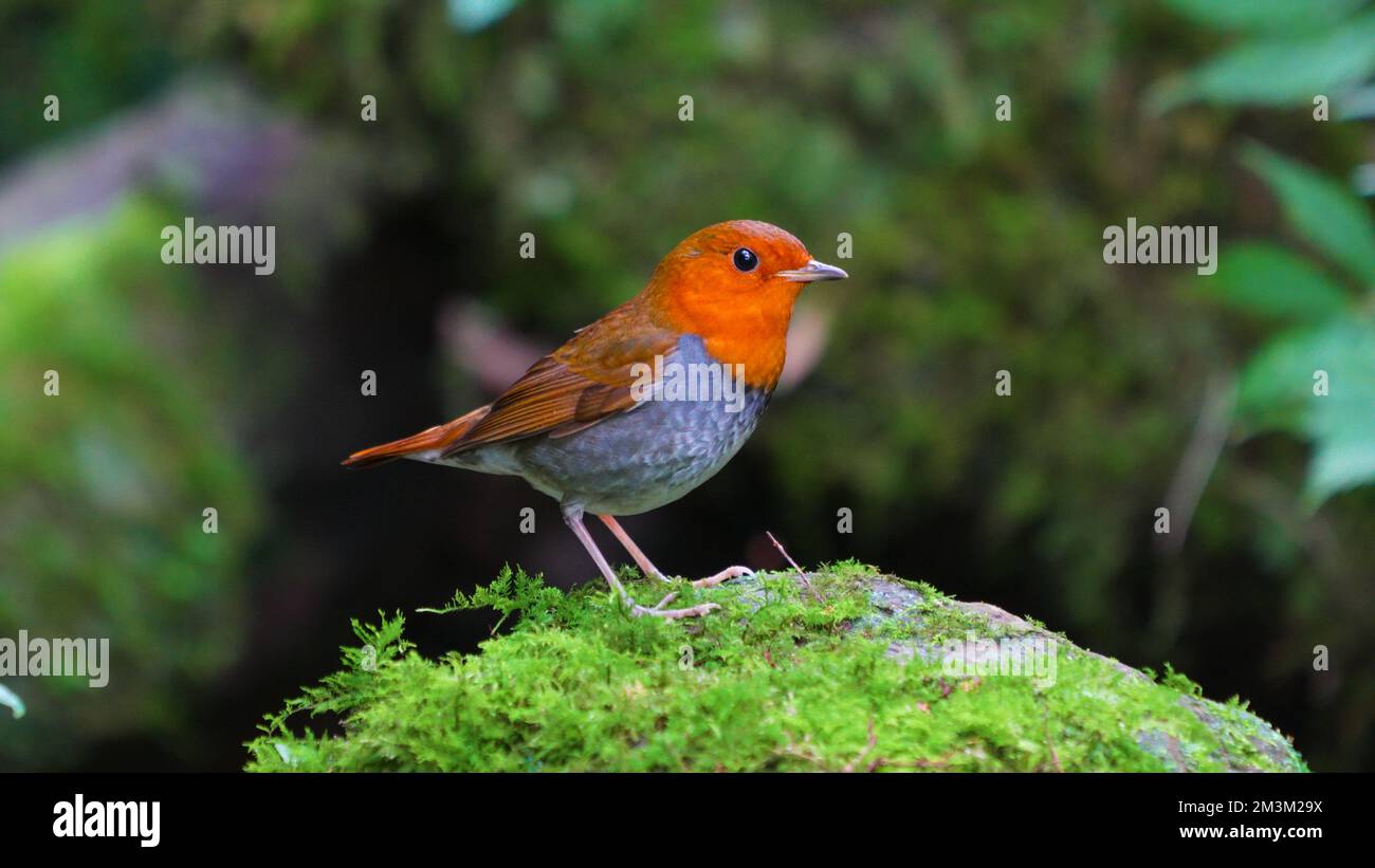 Japanese robin hi-res stock photography and images - Alamy
