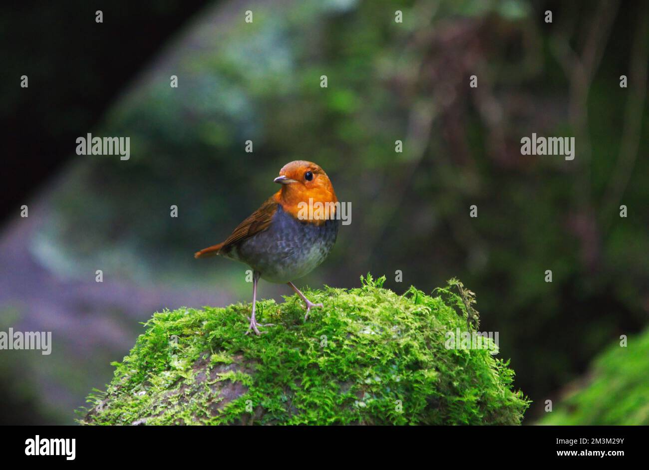 Japanese Robin has a bright orange face and chest, and a bright fuchsia ...