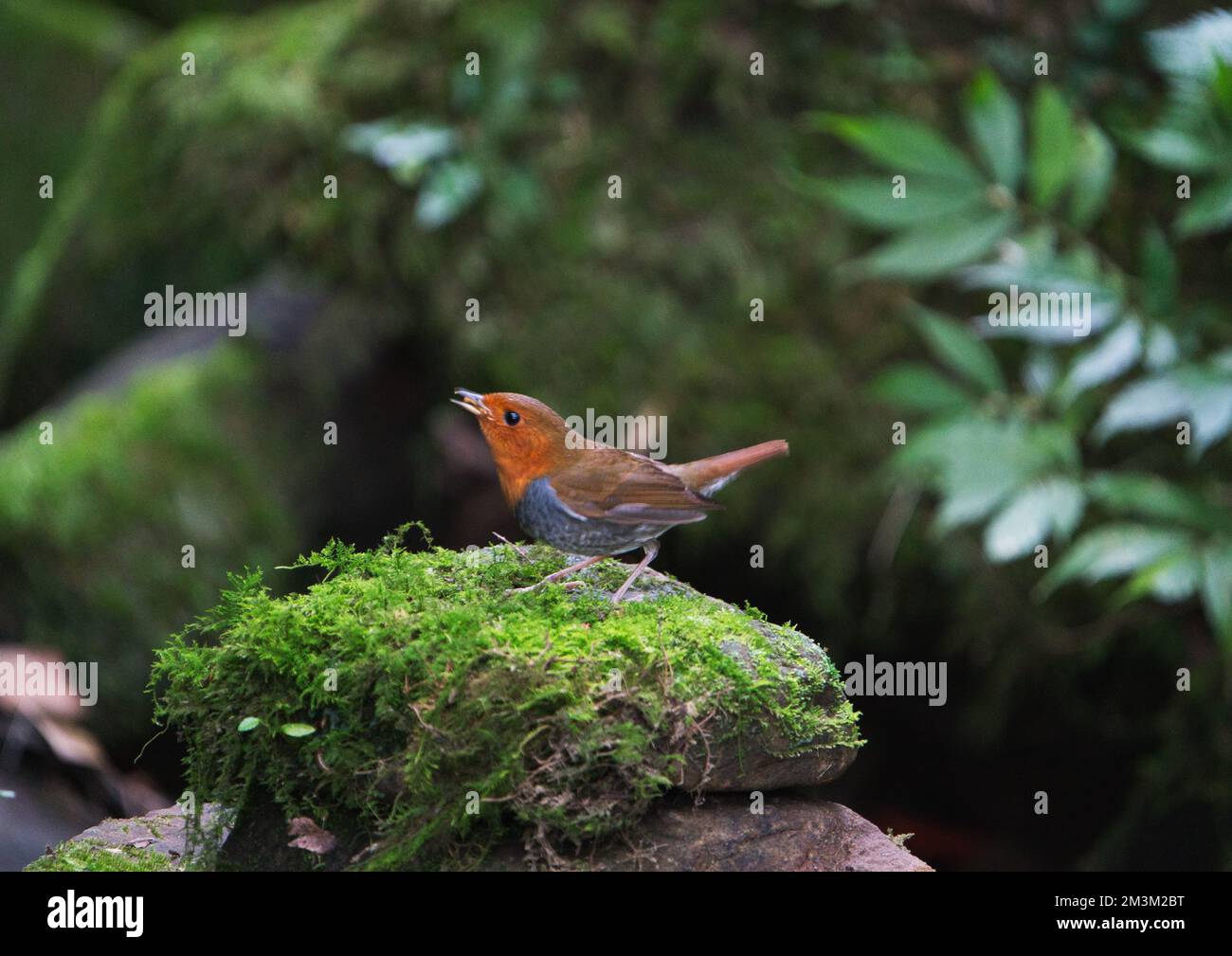 Japanese Robin has a bright orange face and chest, and a bright fuchsia ...
