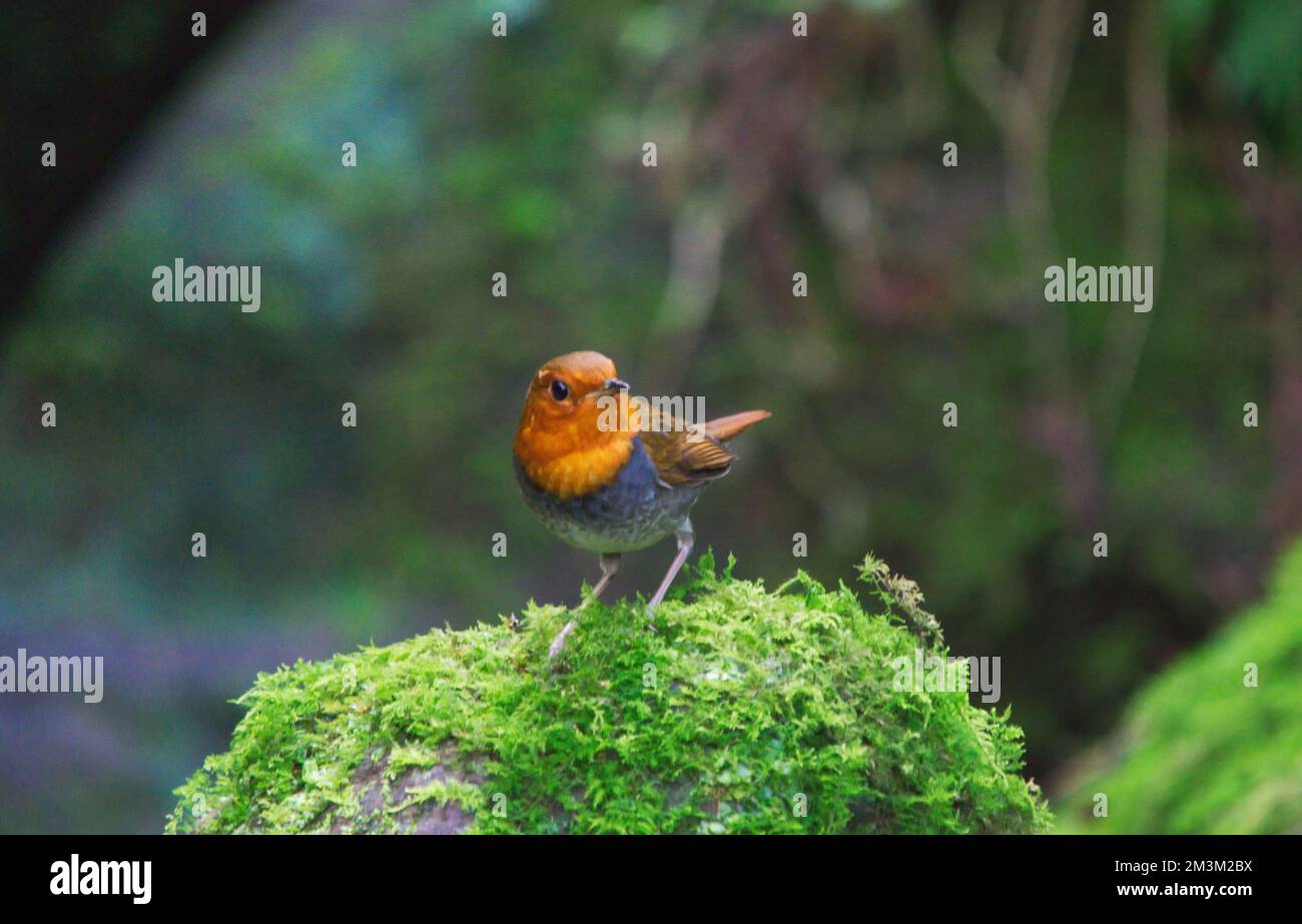 Japanese Robin has a bright orange face and chest, and a bright fuchsia ...
