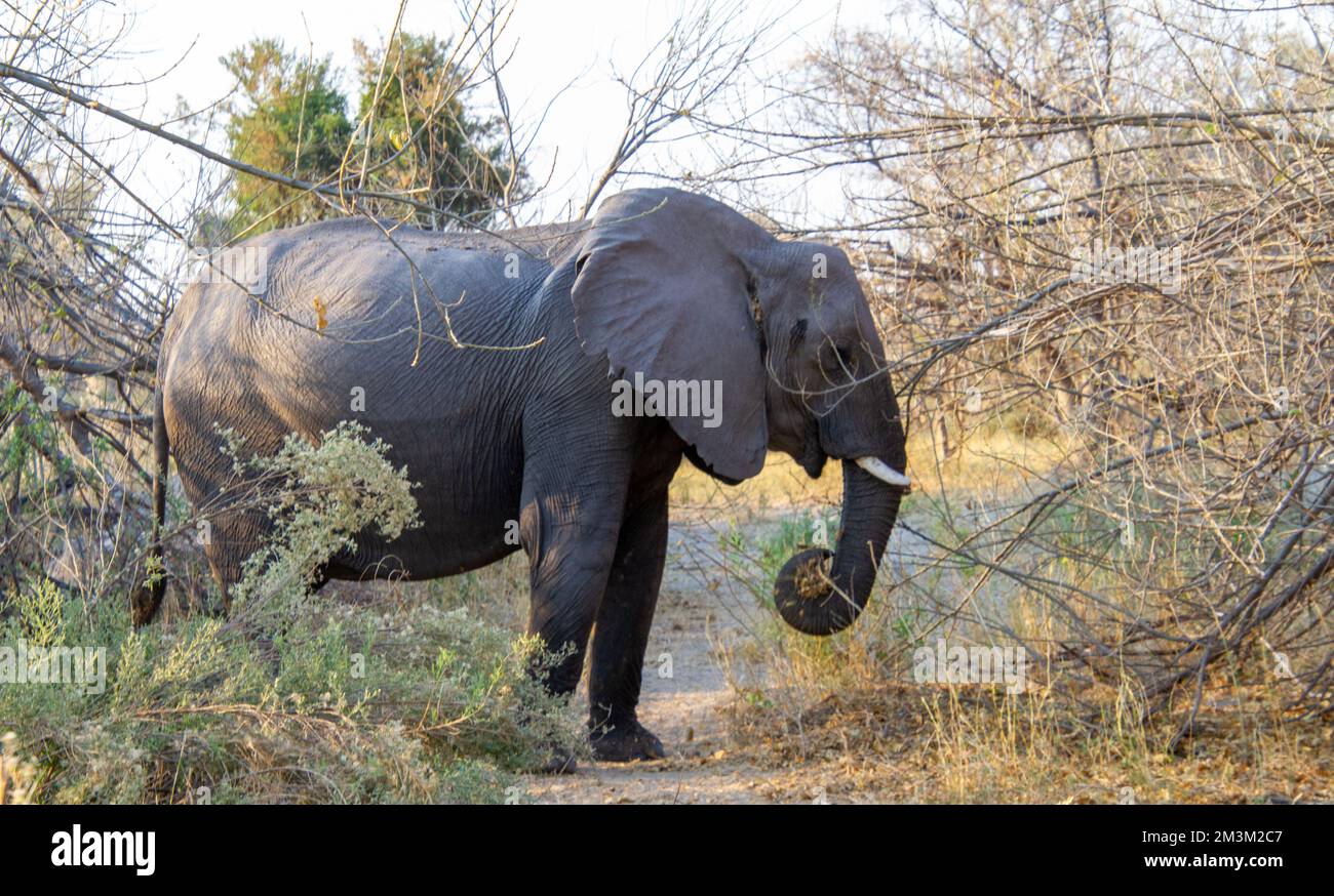 A large elephant blocks a game trail in the African wilderness Stock ...