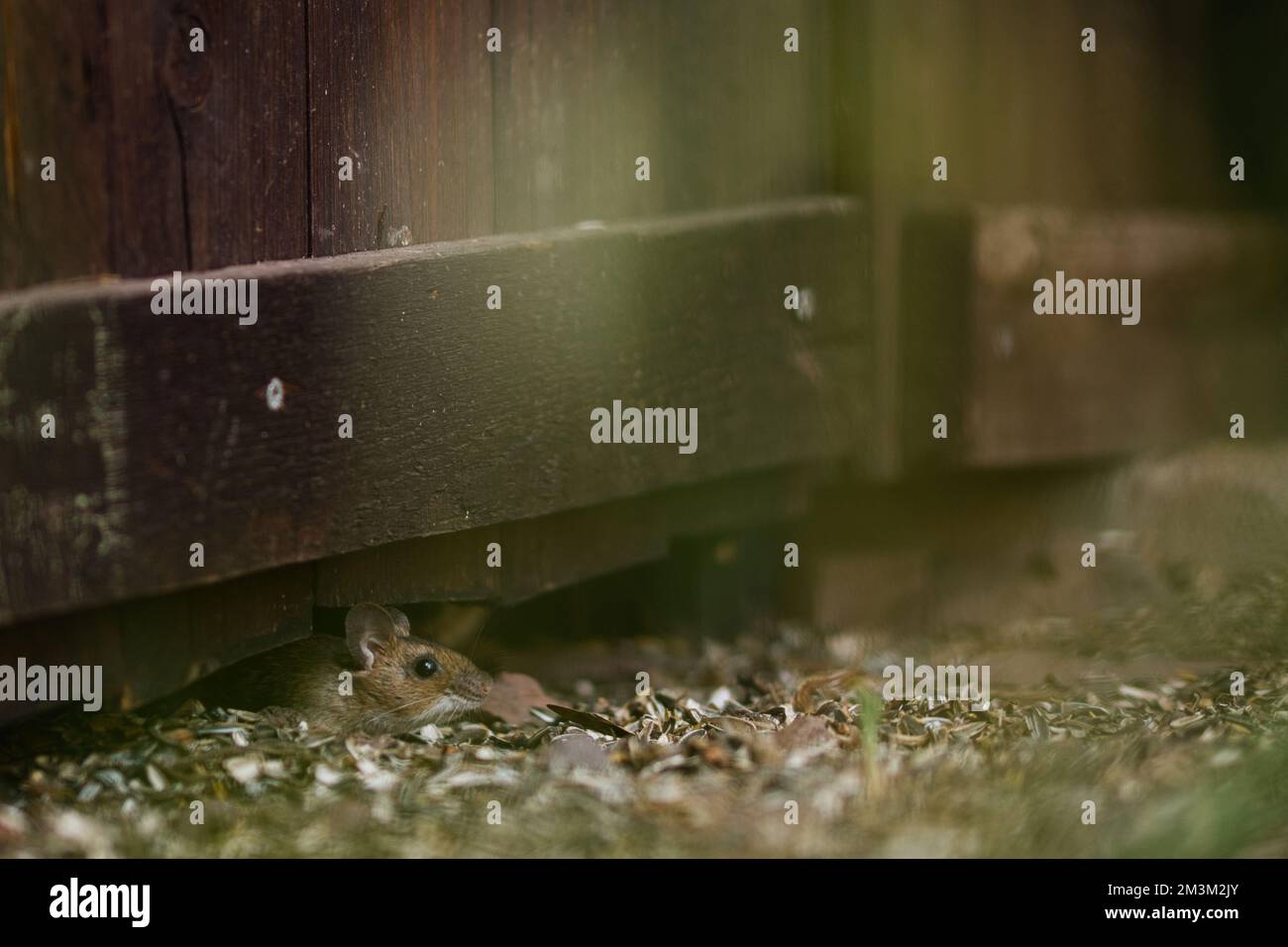 A little mouse under wooden fence Stock Photo - Alamy